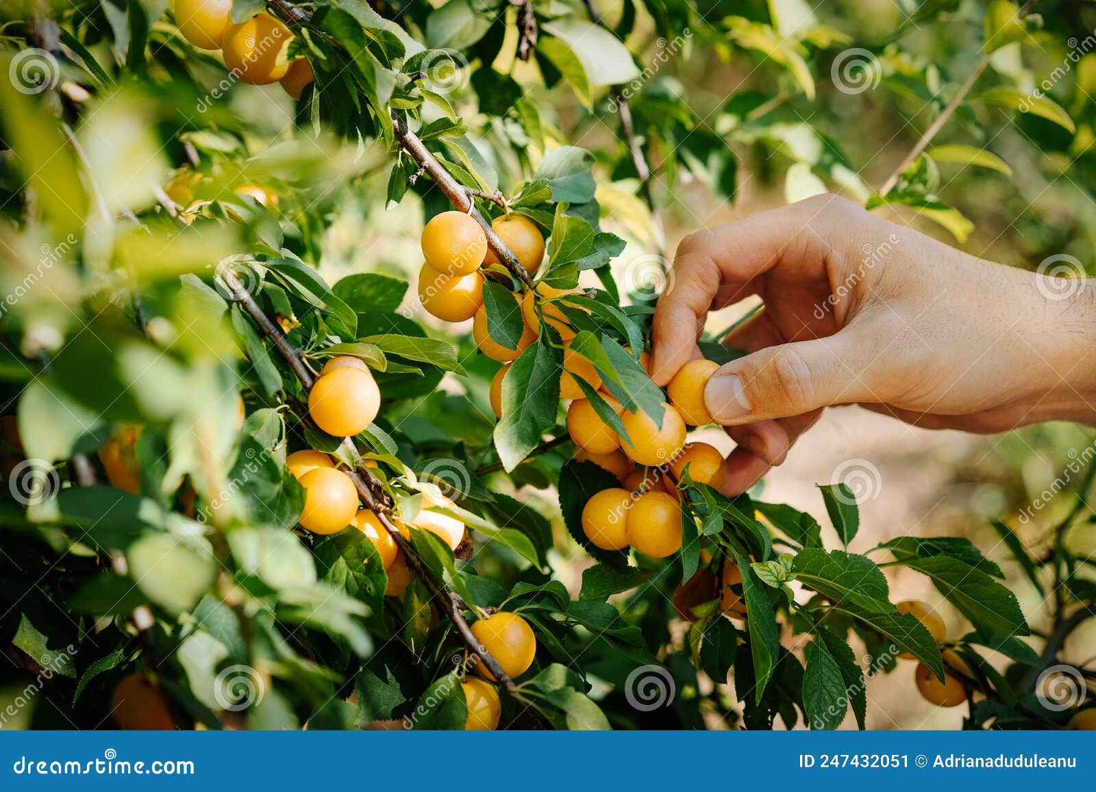 Person Picking Cherry Plum from Tree Stock Image - Image of hand ...