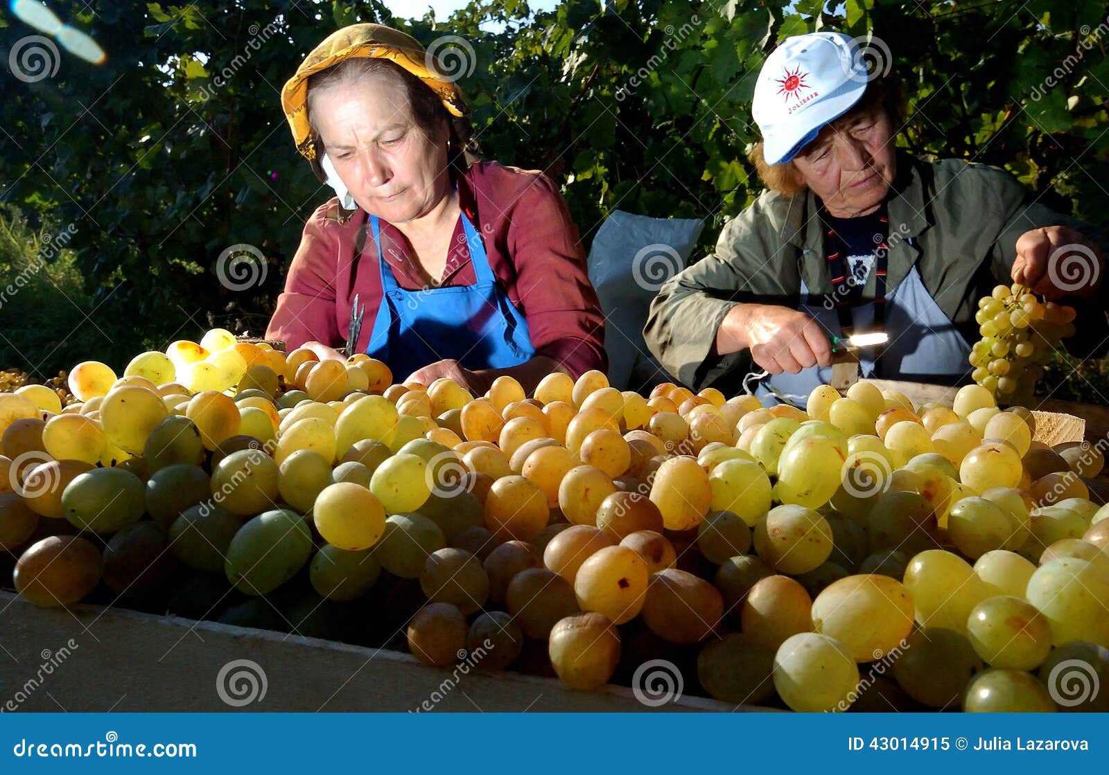 People Picking Grapes in Plovdiv Editorial Image - Image of vine, bunch ...