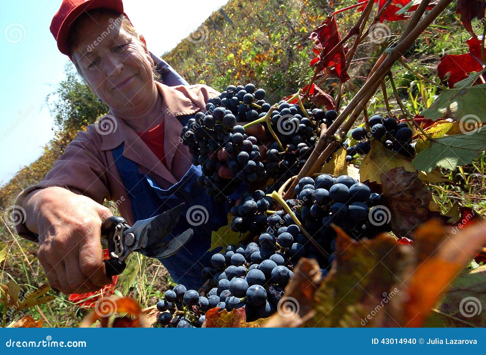People Picking Grapes in Plovdiv Editorial Image - Image of vine ...