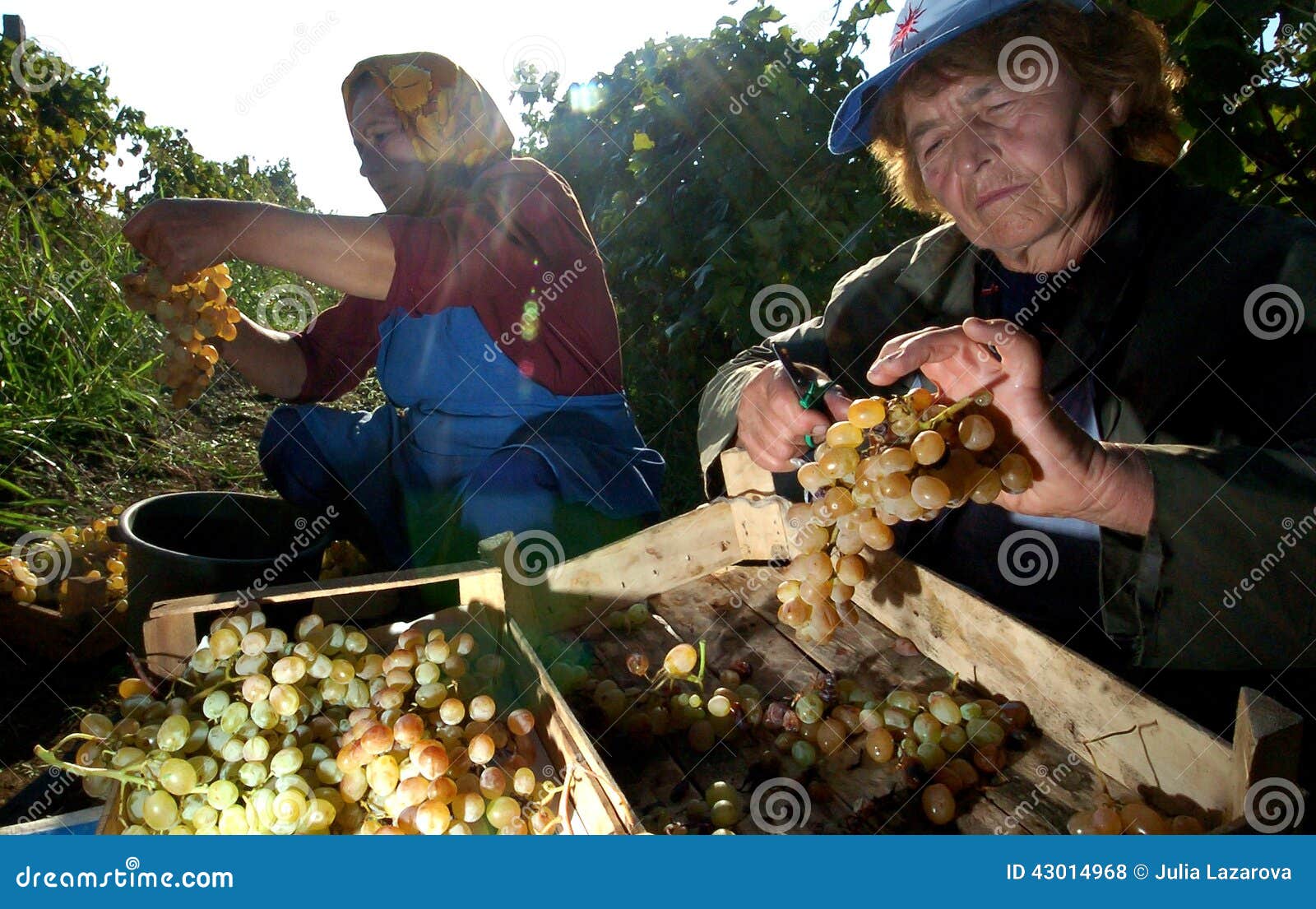 People Picking Grapes in Plovdiv Editorial Stock Photo - Image of ...