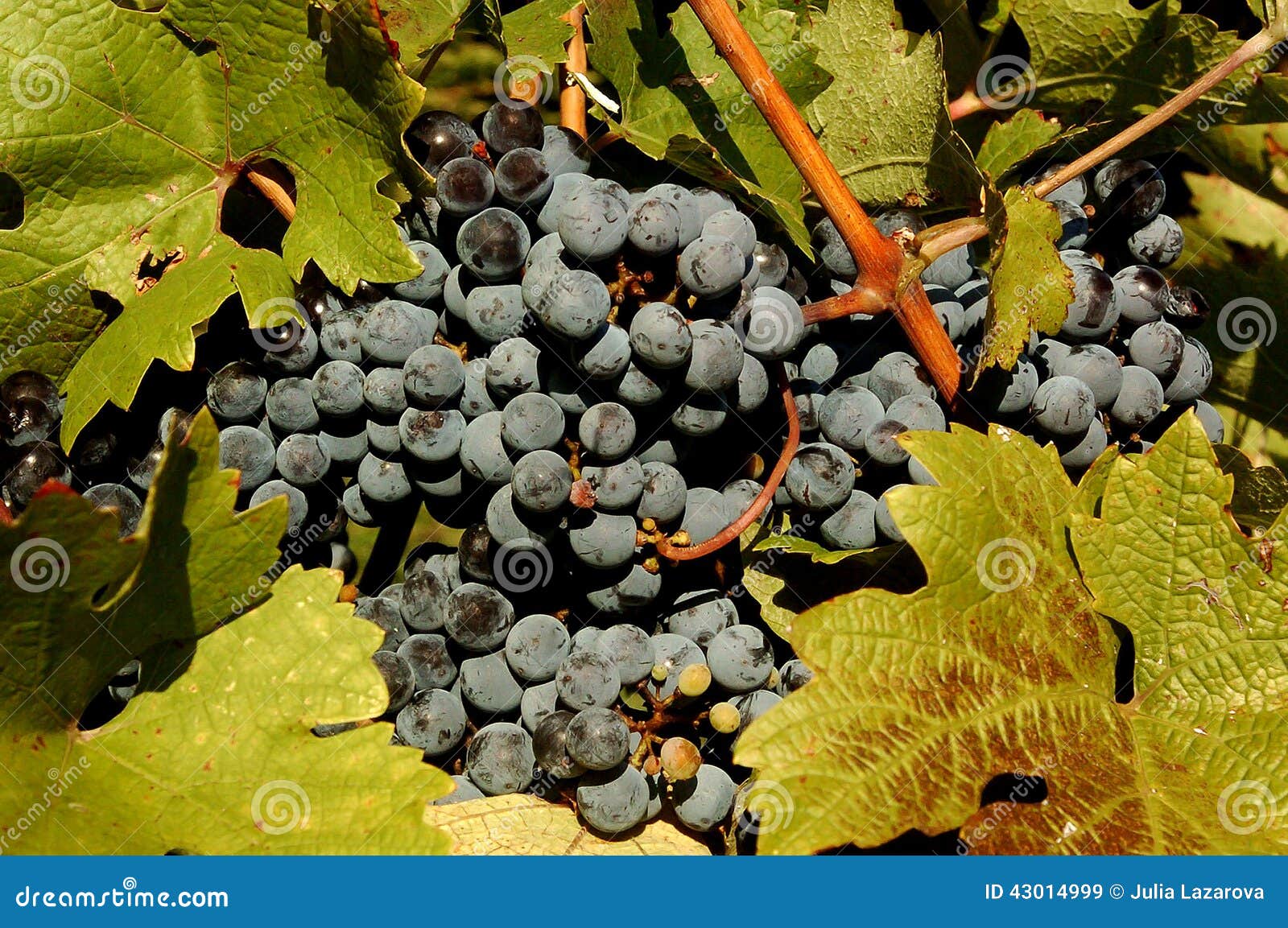 People Picking Grapes in Plovdiv Stock Image - Image of picking ...