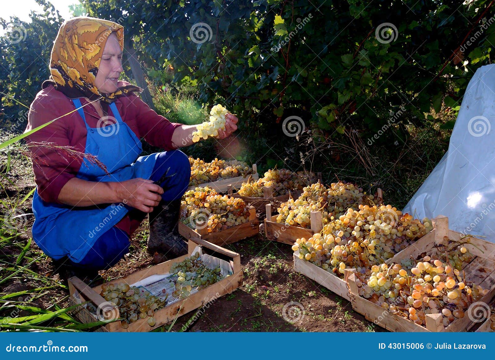 People Picking Grapes in Plovdiv Editorial Photo - Image of food ...