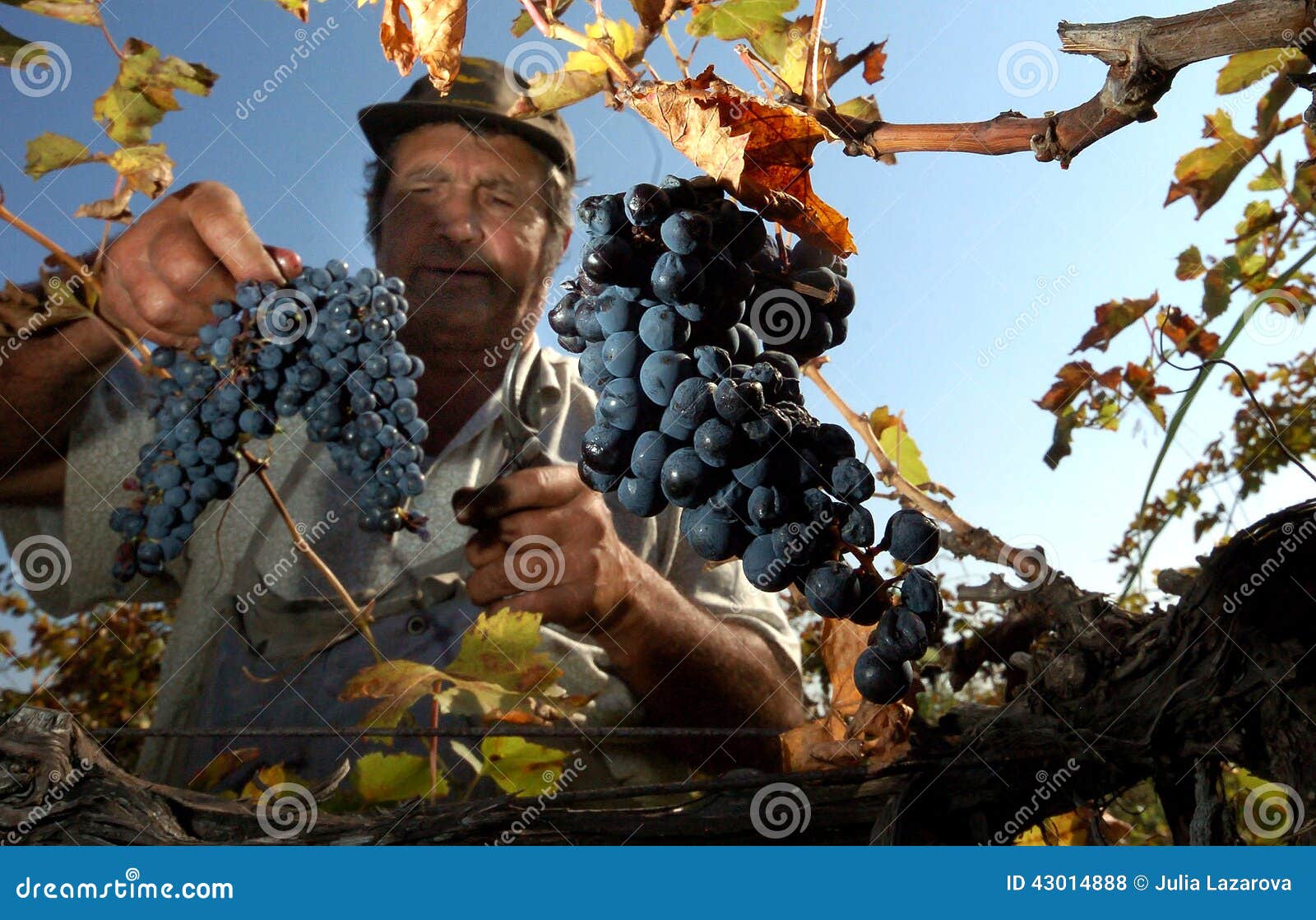 People Picking Grapes in Plovdiv Editorial Stock Photo - Image of ...