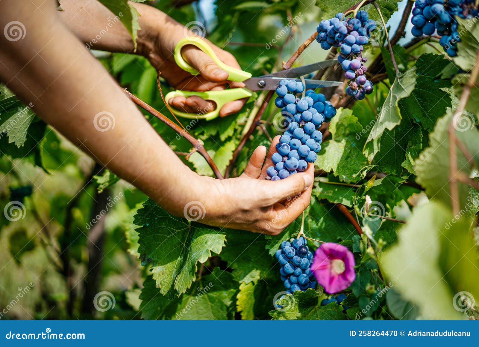 Person picking grape stock photo. Image of nature, grapes - 258264470