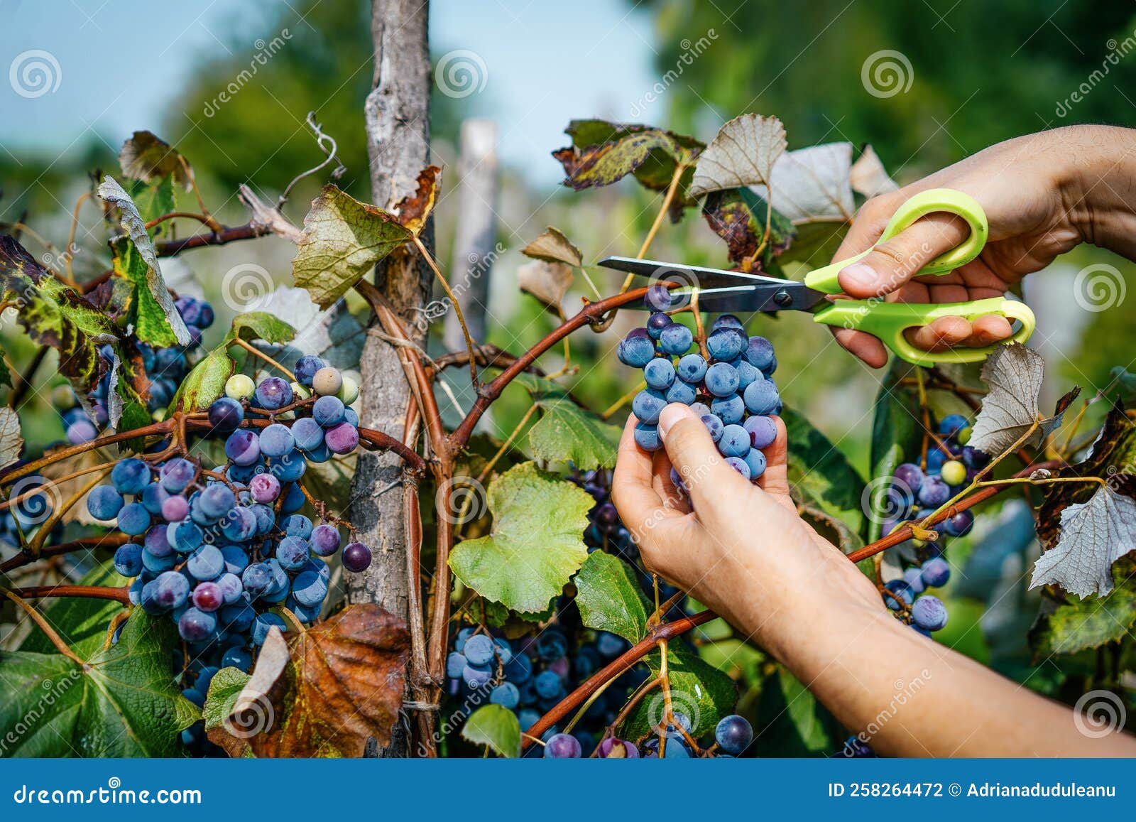 Person picking grape stock photo. Image of branch, picking - 258264472