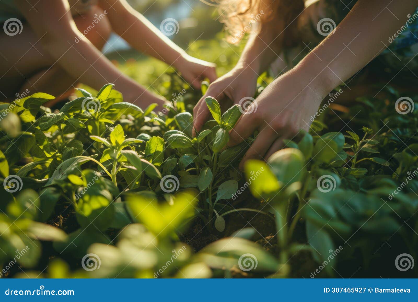 People Picking Herbs or Veggies from a Garden. Generative AI Stock ...