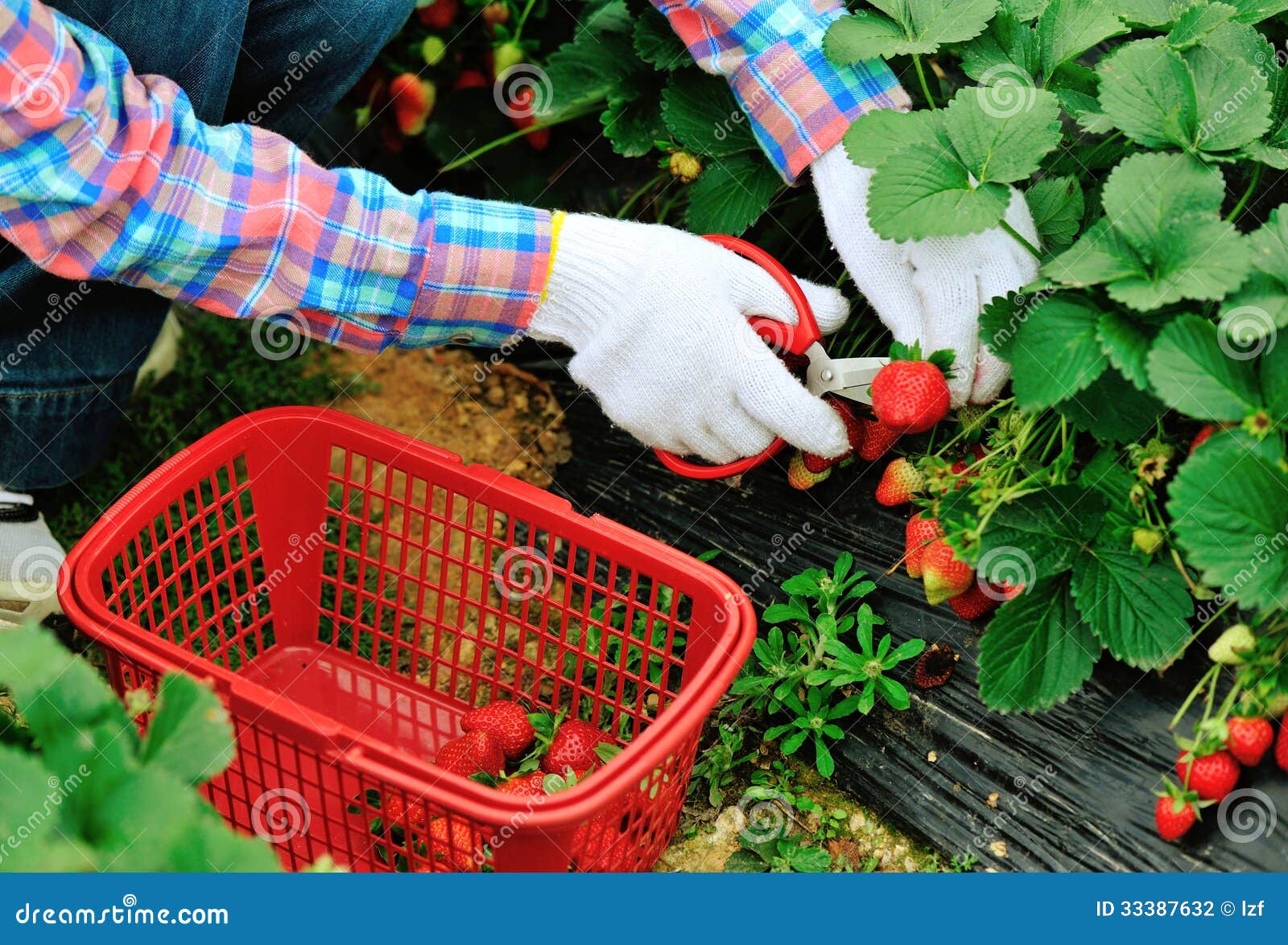 People Picking Strawberry Fruit Stock Photo - Image of food, plant ...