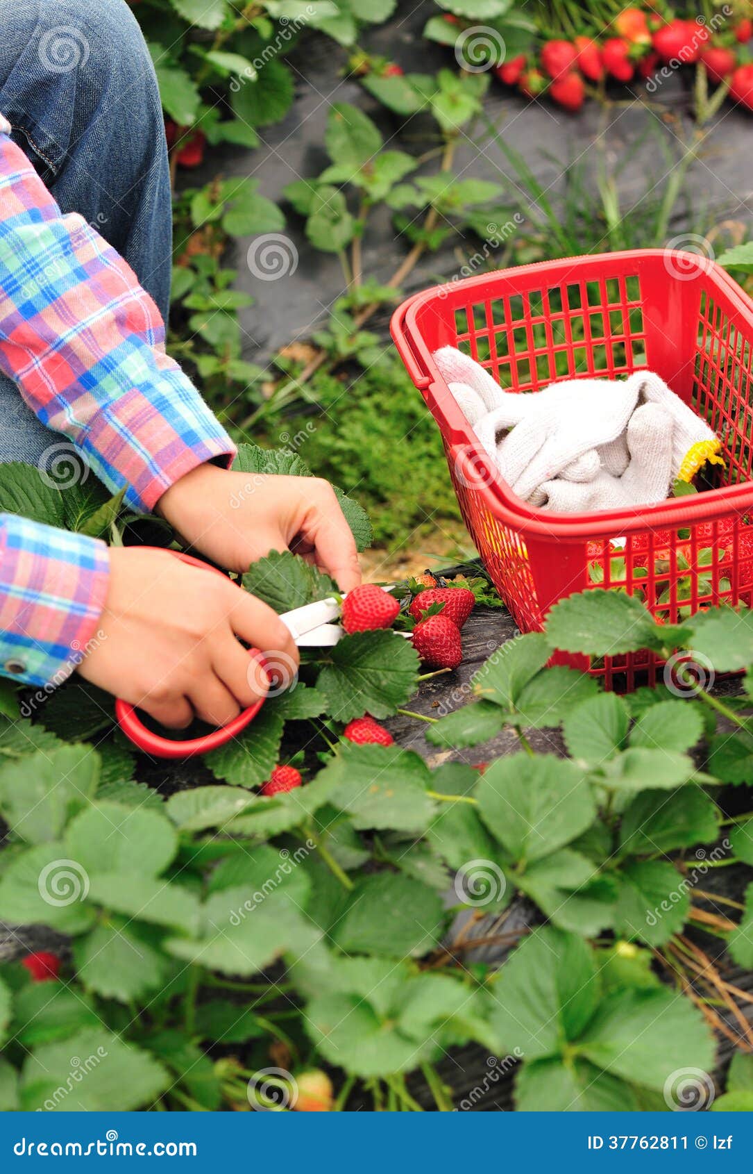 People Picking Strawberry Fruit Stock Image - Image of hand, bunch ...