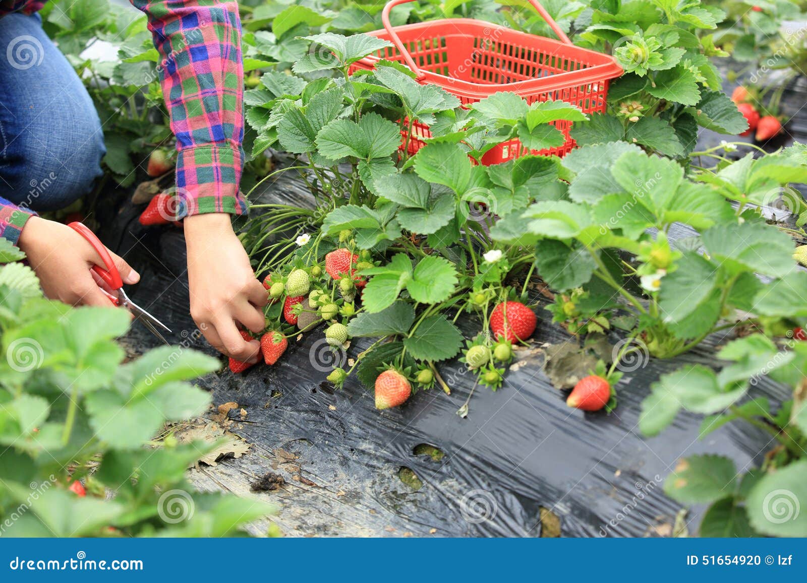 People Picking Strawberry Fruit Stock Photo - Image of leaf, harvest ...