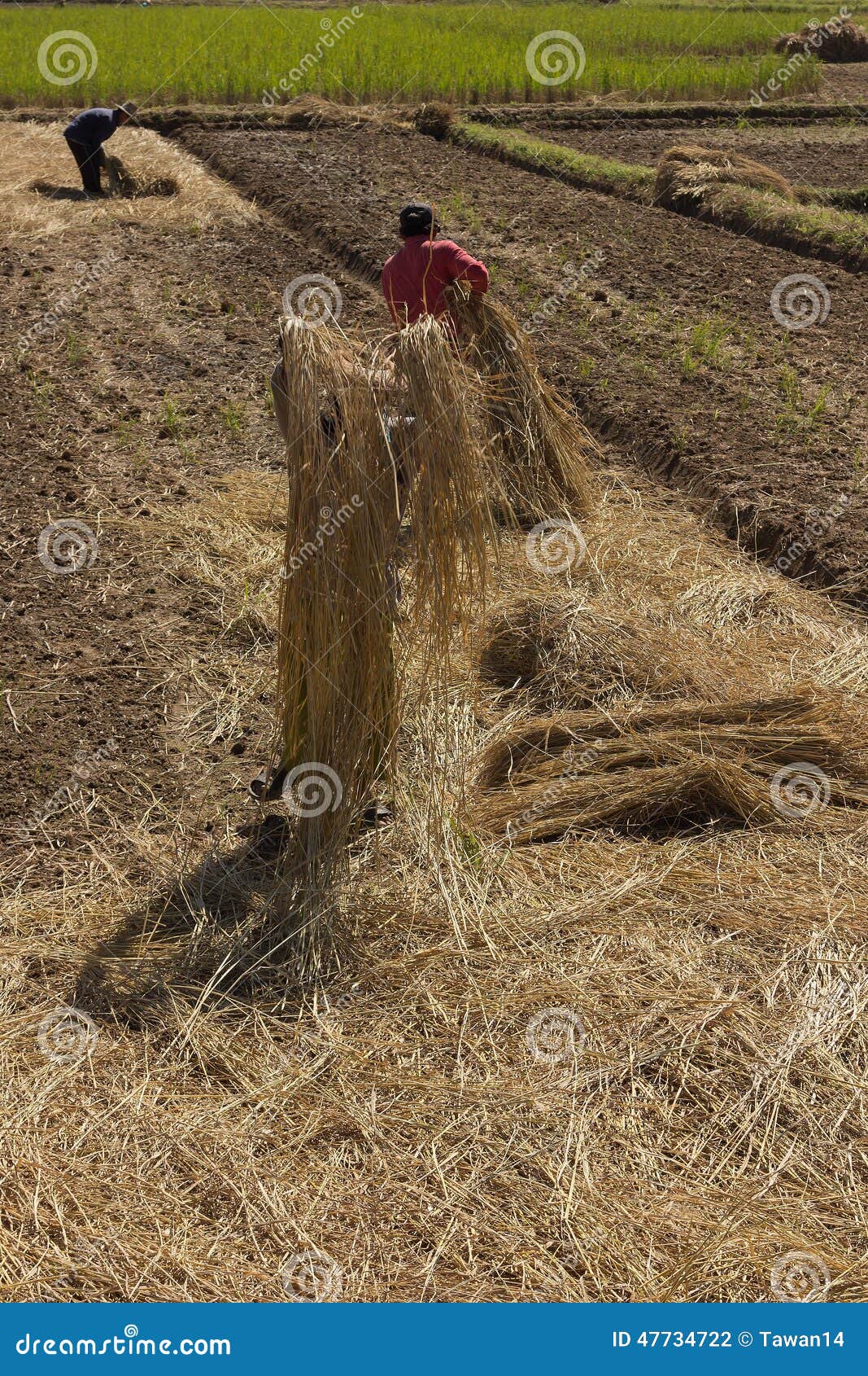 People Planting Garlic Farm Editorial Photography - Image of plant ...