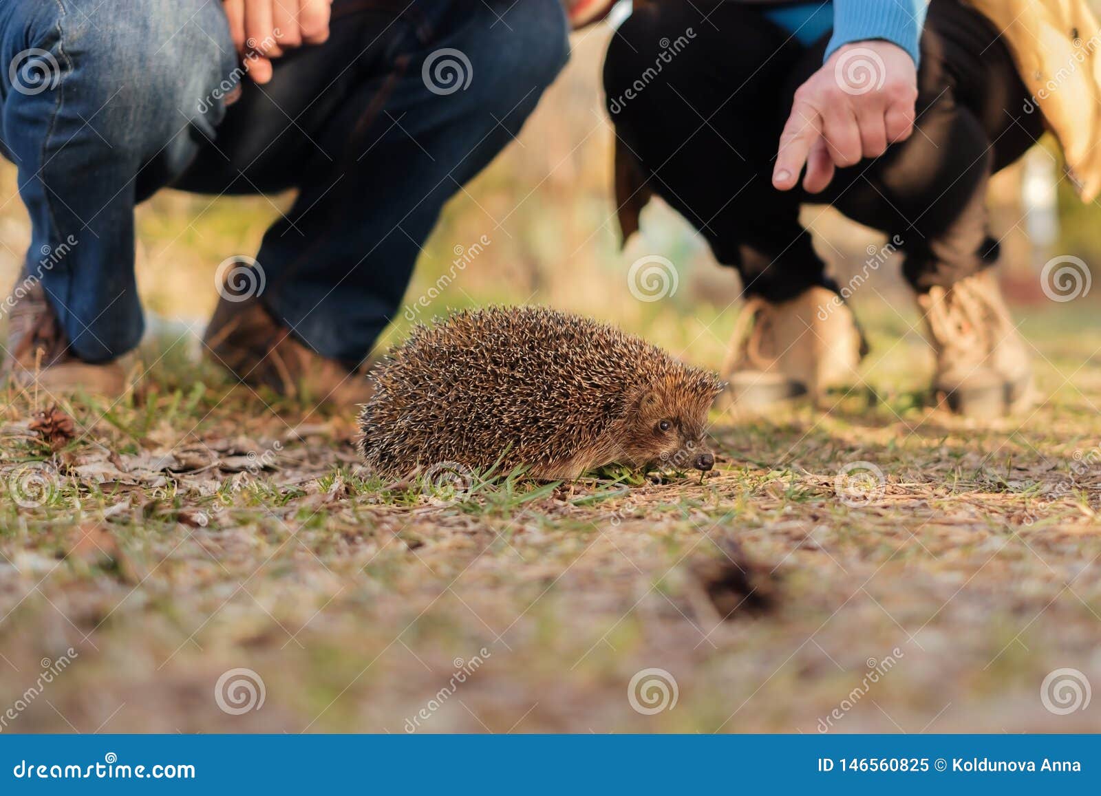 People Pointing on Small Cute Hedgehog, they so during Walking. Stock ...