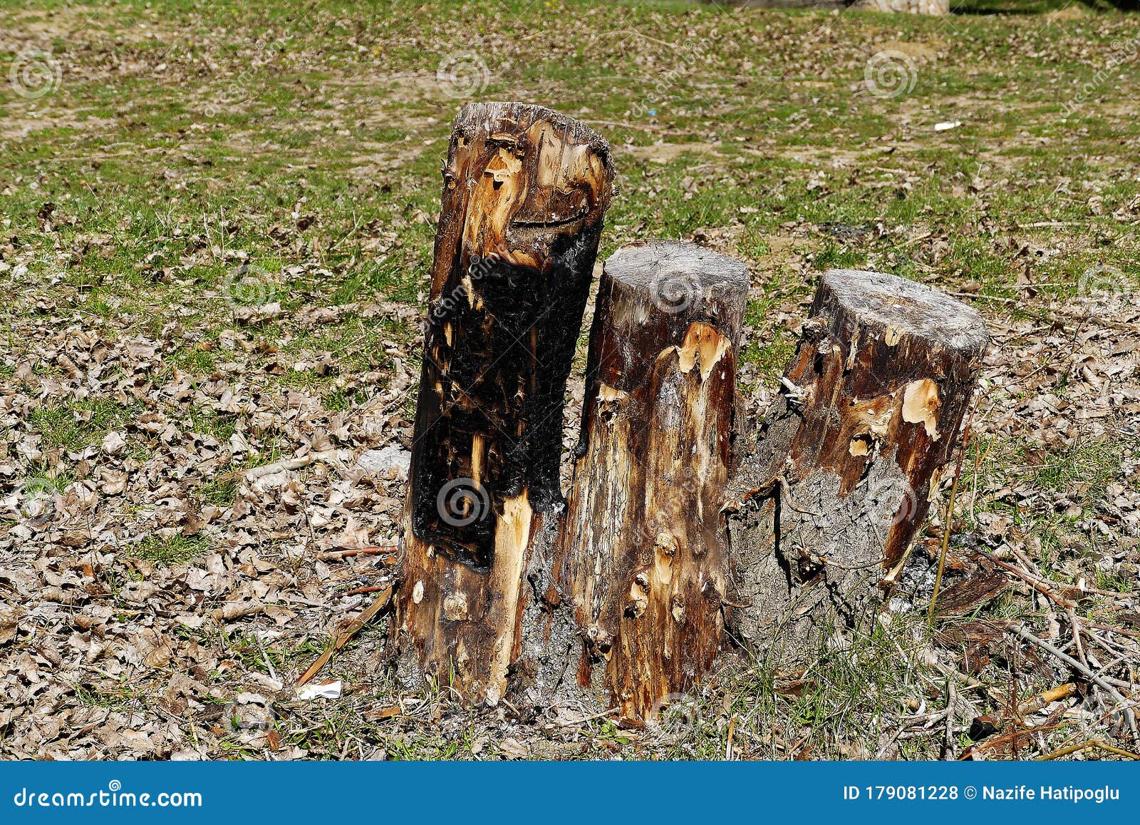 People Pollute Natural Resources, People Burn Trees, Damaged Trees ...