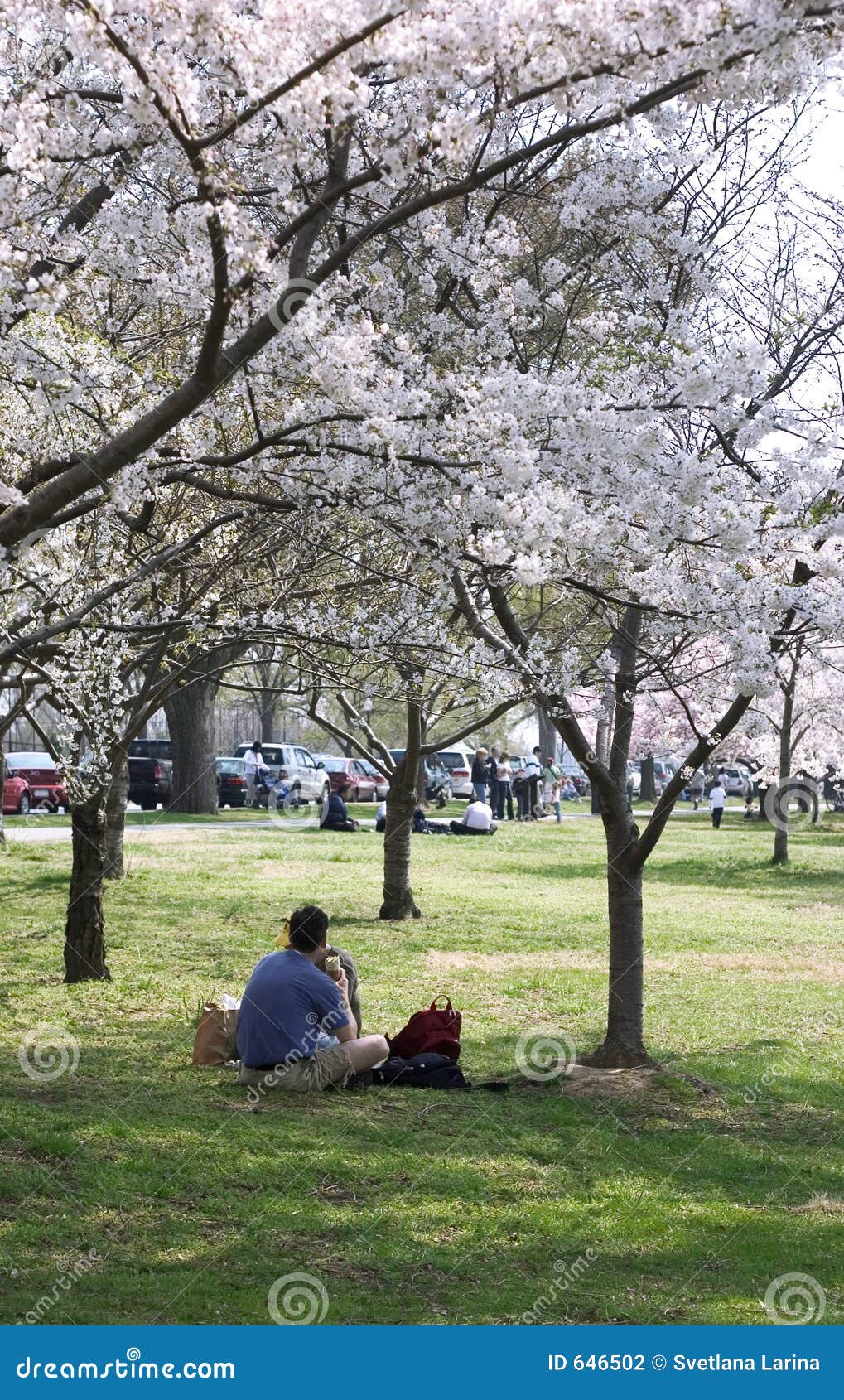 People Relaxing Under Blossom Trees Stock Photo - Image of eating ...