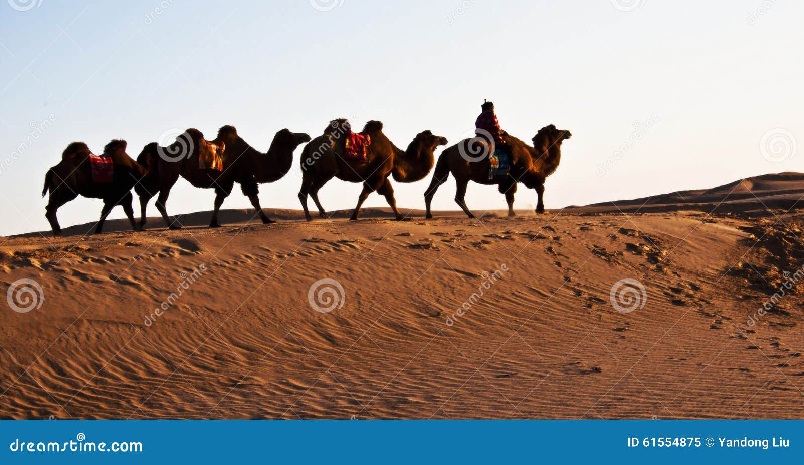 People ride a camel stock image. Image of nightfall, adventure - 61554875
