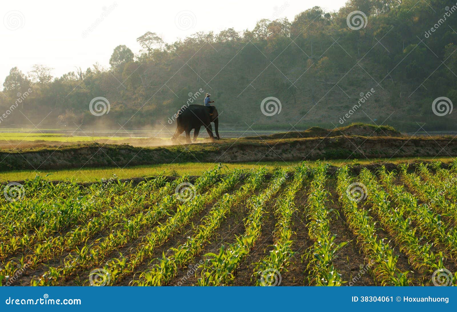 People Ride Elephant on Path at Countryside Stock Image - Image of ...