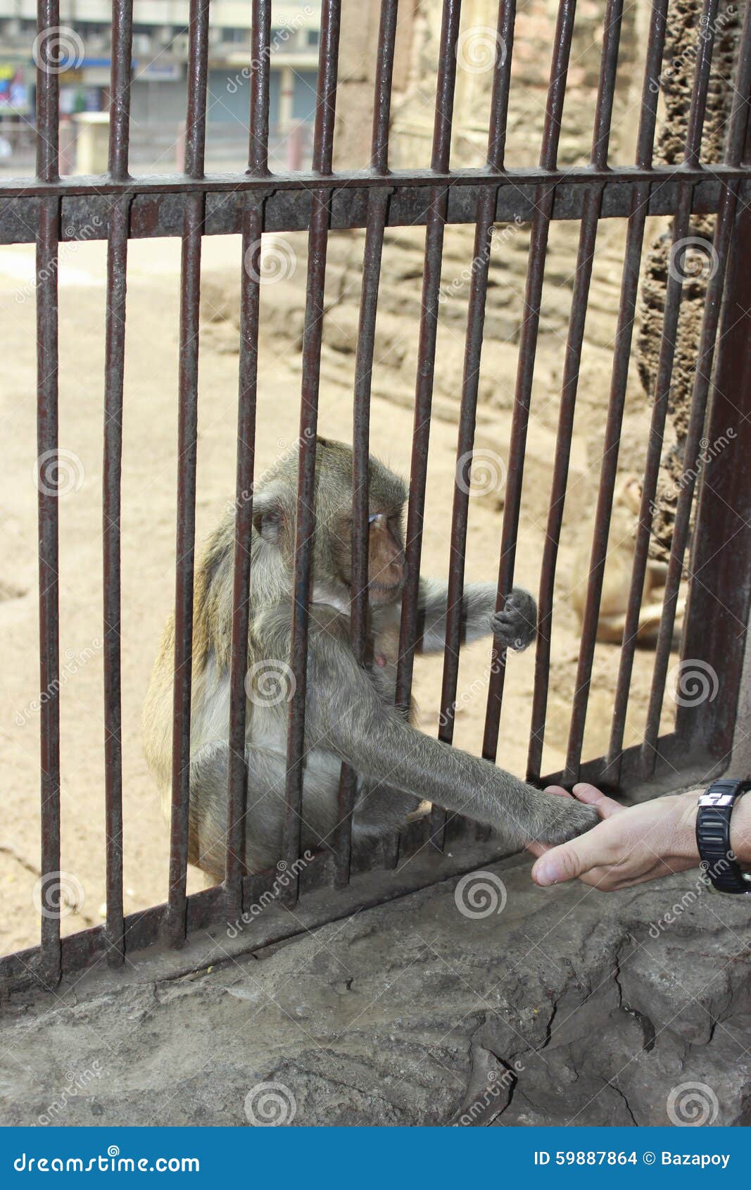 People Shake Hands with Monkey Stock Photo - Image of human, wildlife ...