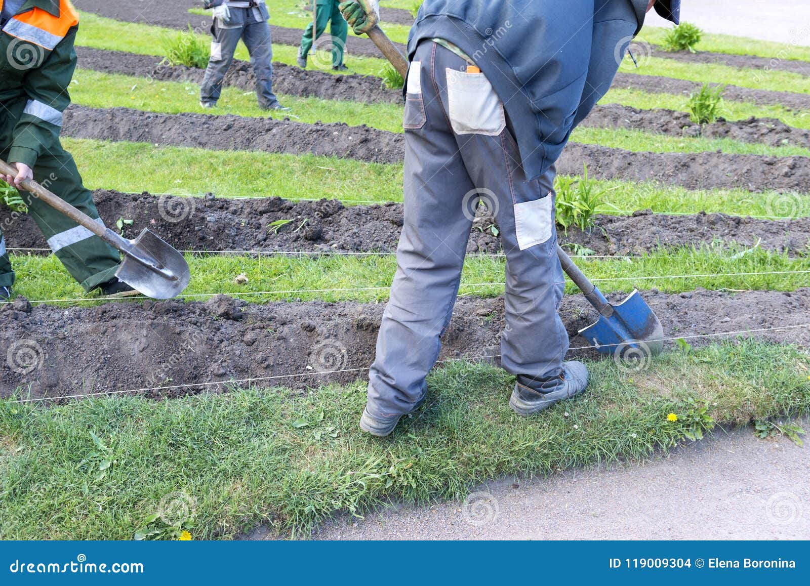 People with Shovels Dig the Ground, Make Flower Beds, Gardeners Stock ...