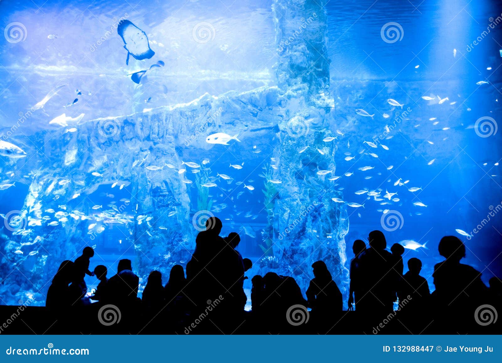 People Silhouette Looking at the Many Fish. Editorial Photography ...