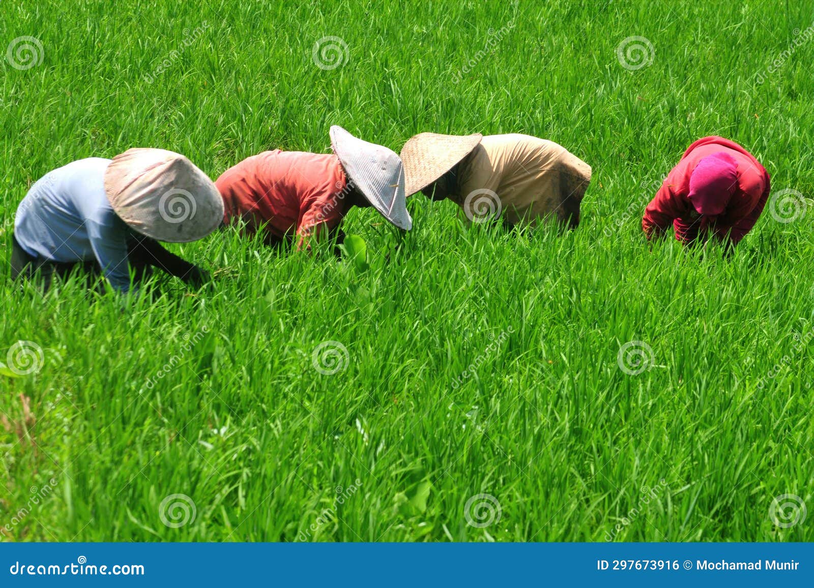 People are Sowing Rice in the Rice Fields Editorial Photo - Image of ...
