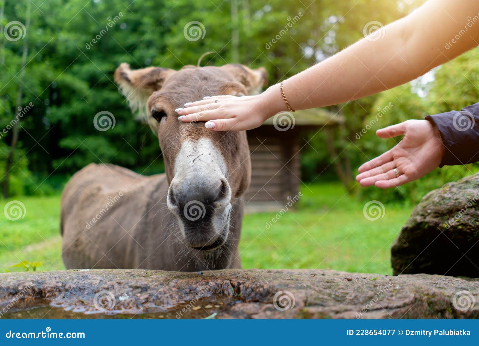 People Stroke the Donkey with Their Hands Stock Image - Image of ...