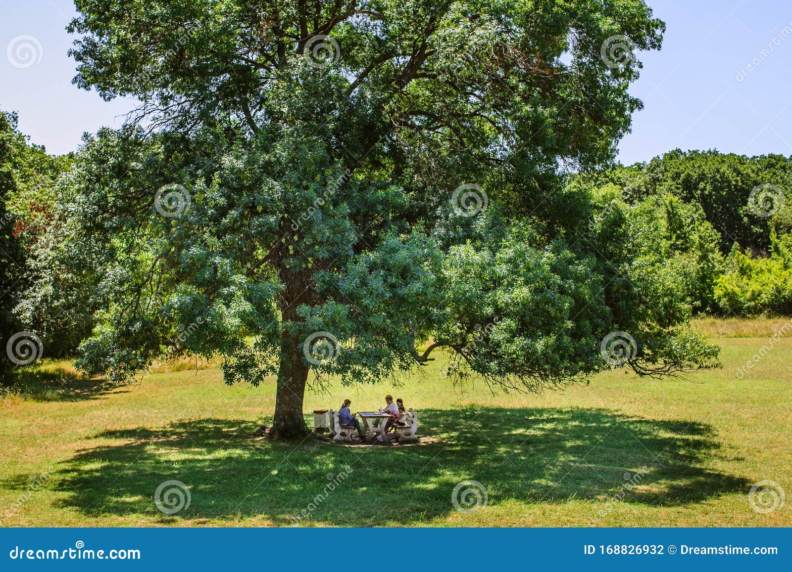 People at a Table Under a Big Tree Stock Photo - Image of person ...