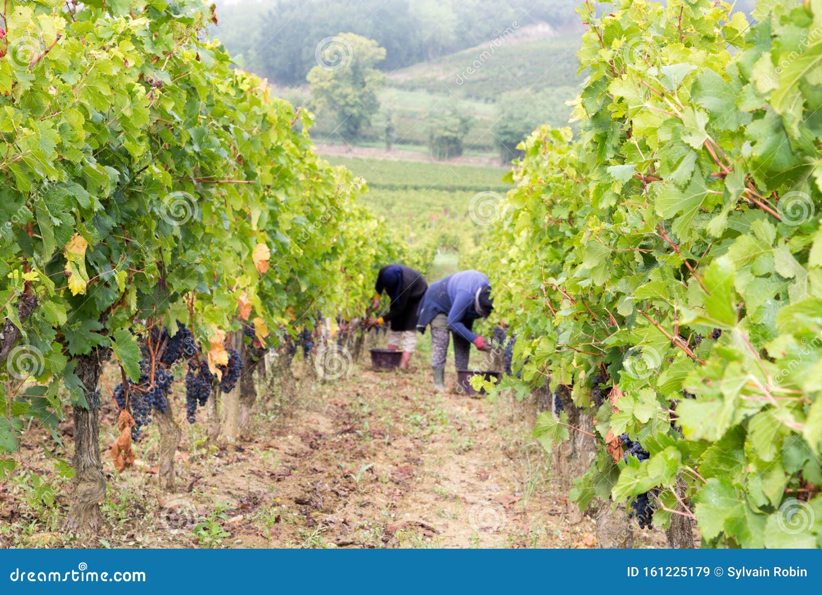 People Team Cutting the Grapes during Harvesting Time Stock Image ...