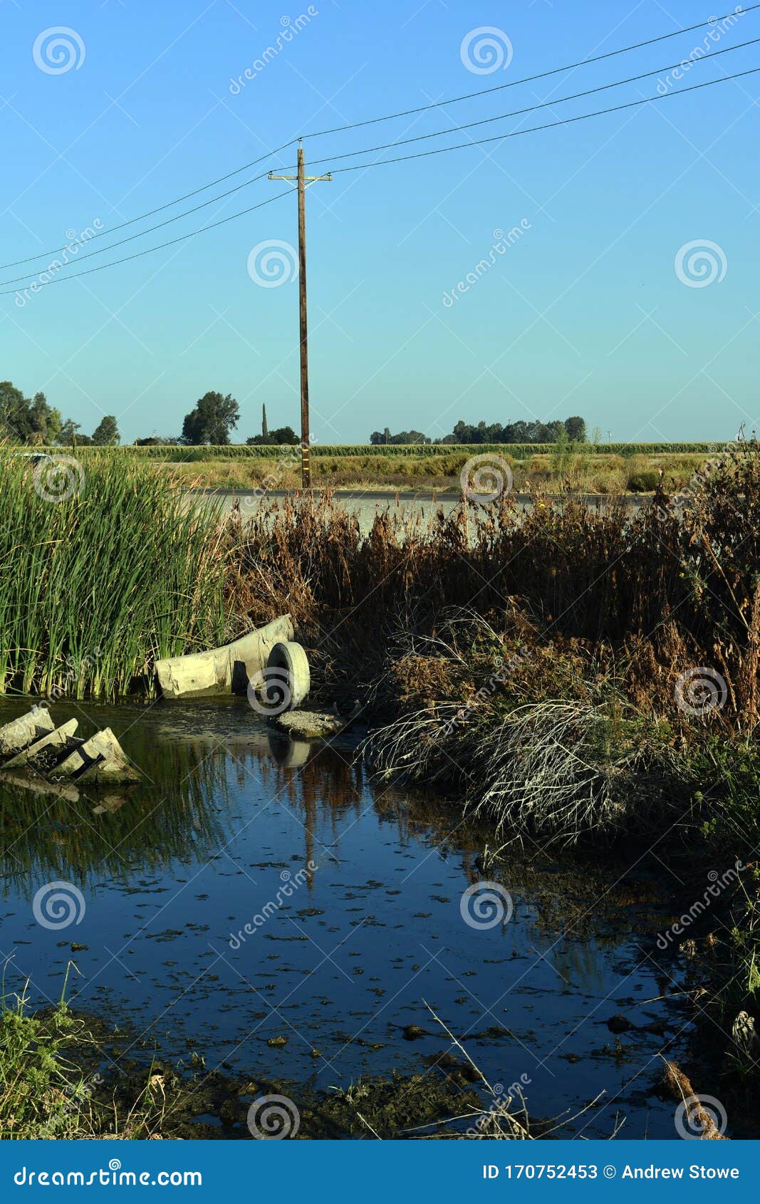 People Throwing Their Trash in a Small Pond Stock Image - Image of ...