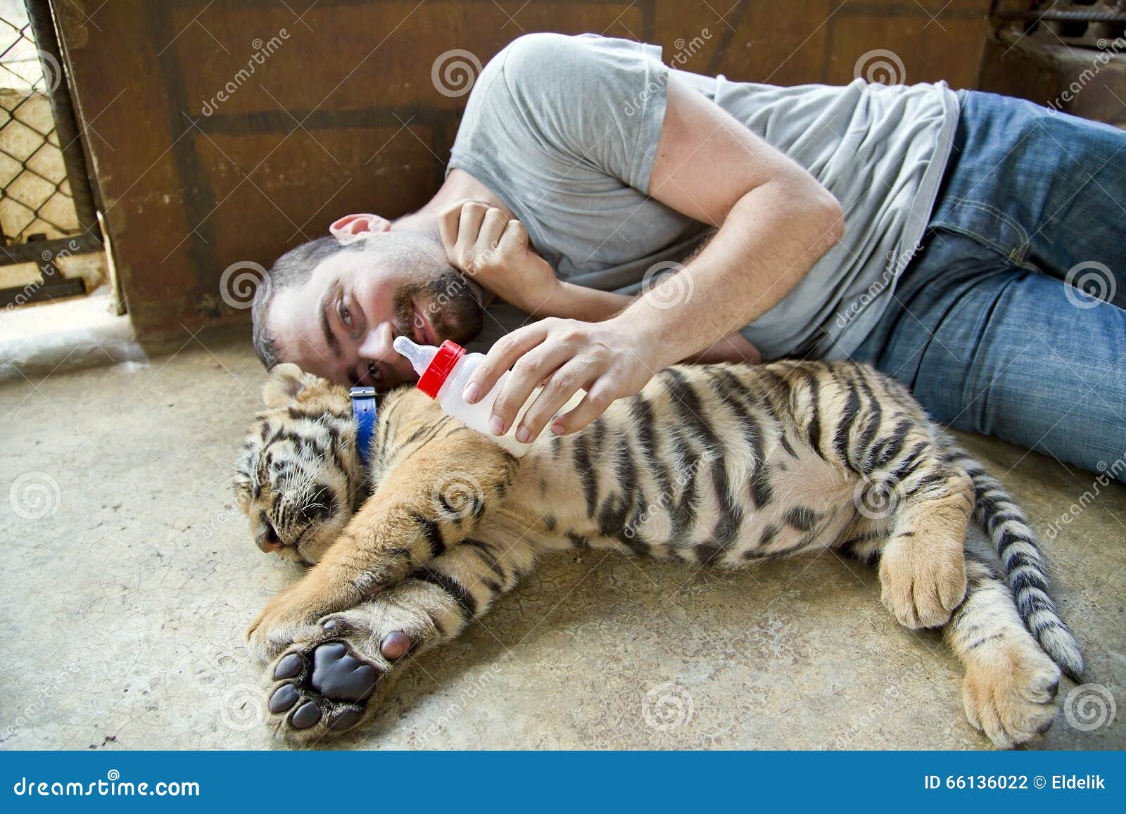 People with tiger temple stock photo. Image of bangkok - 66136022