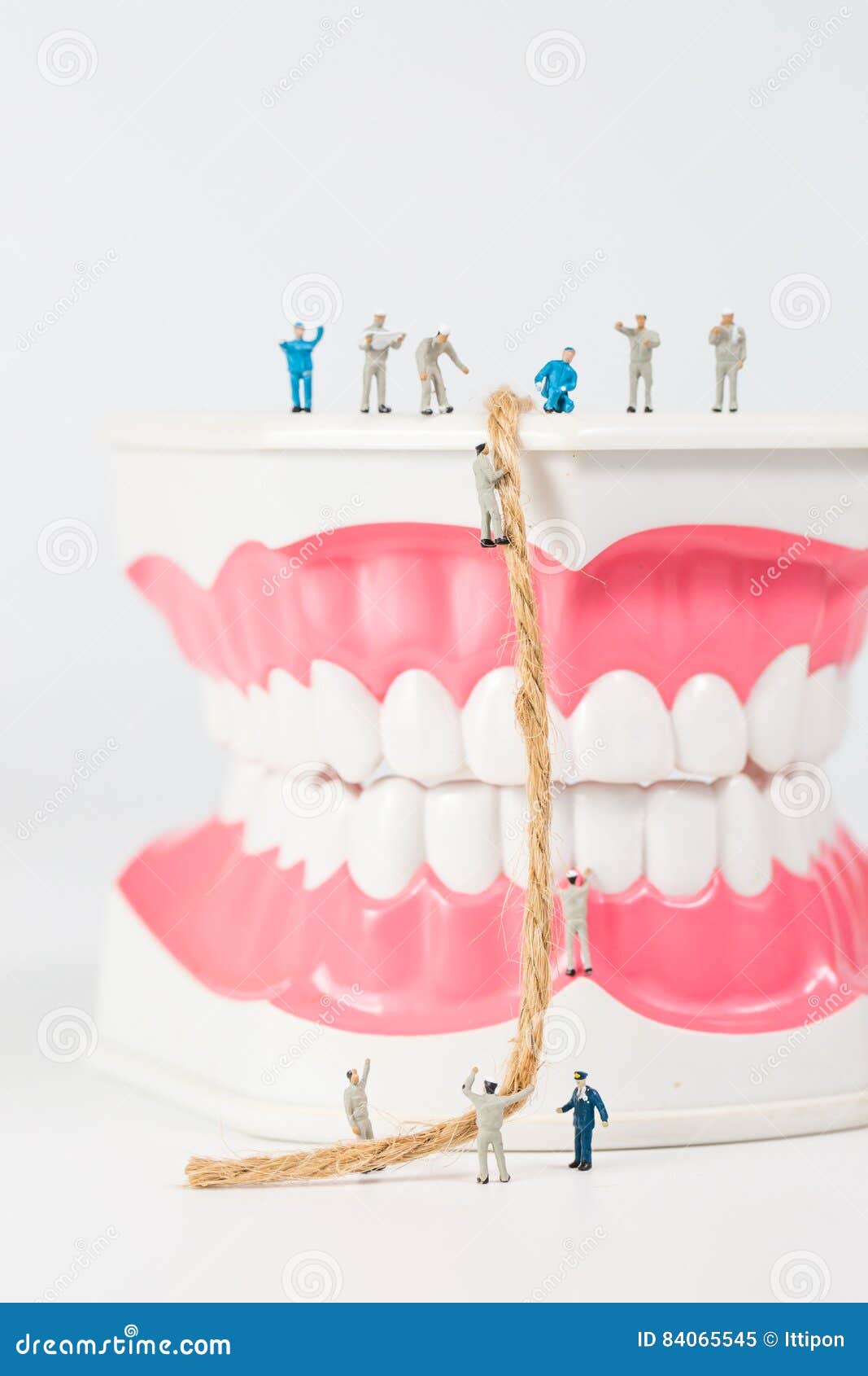 People To Clean Tooth Model Stock Image - Image of model, hygiene: 84065545
