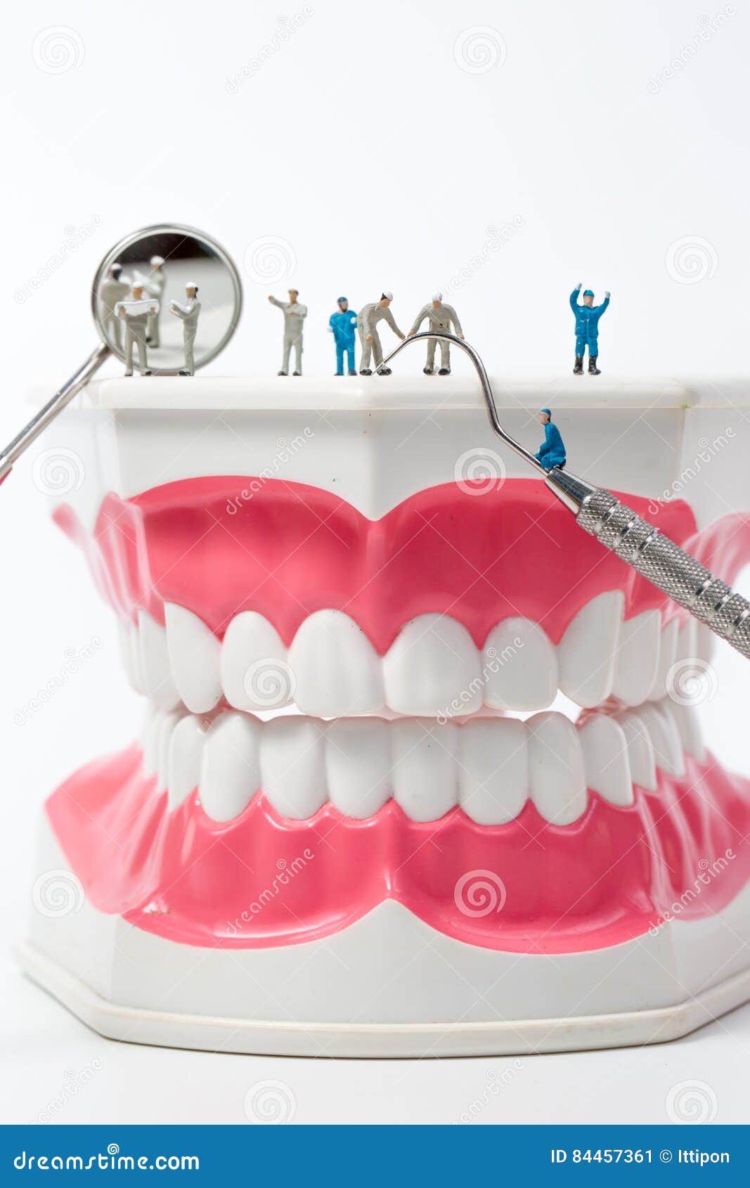 People To Clean Tooth Model on White Background Stock Image - Image of ...