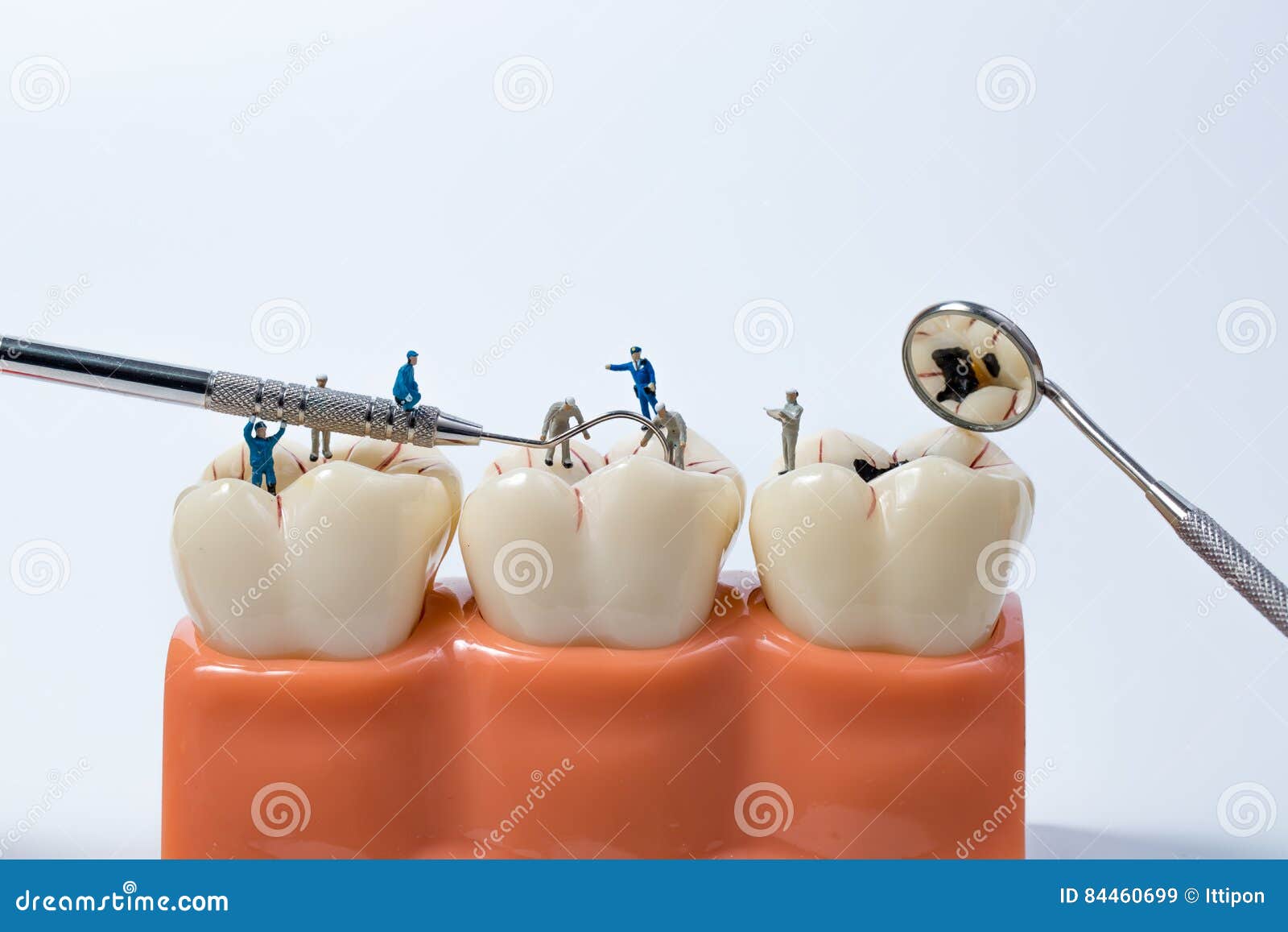 People To Clean Tooth Model on White Background Stock Image - Image of ...