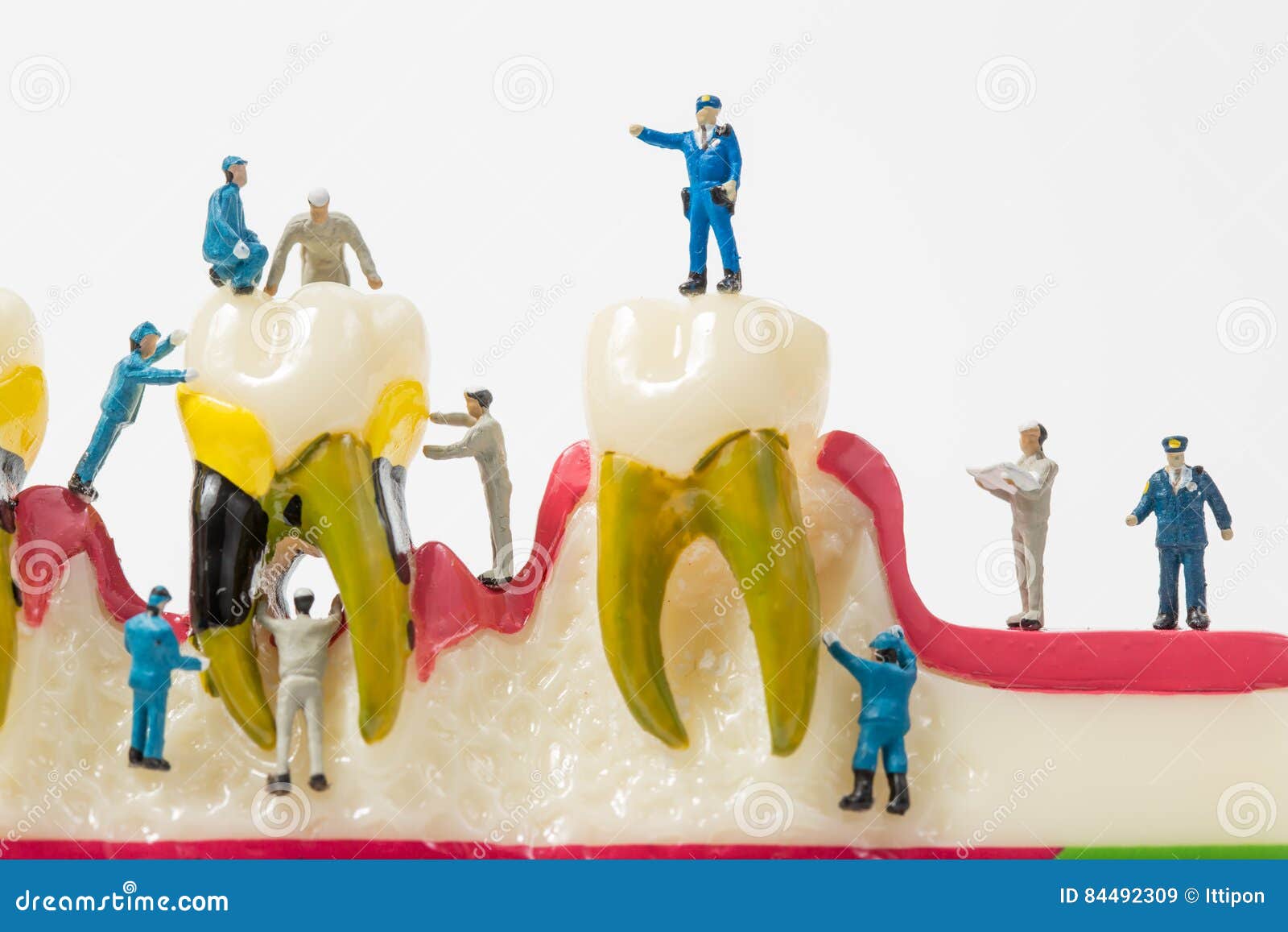 People To Clean Tooth Model on White Background Stock Image - Image of ...
