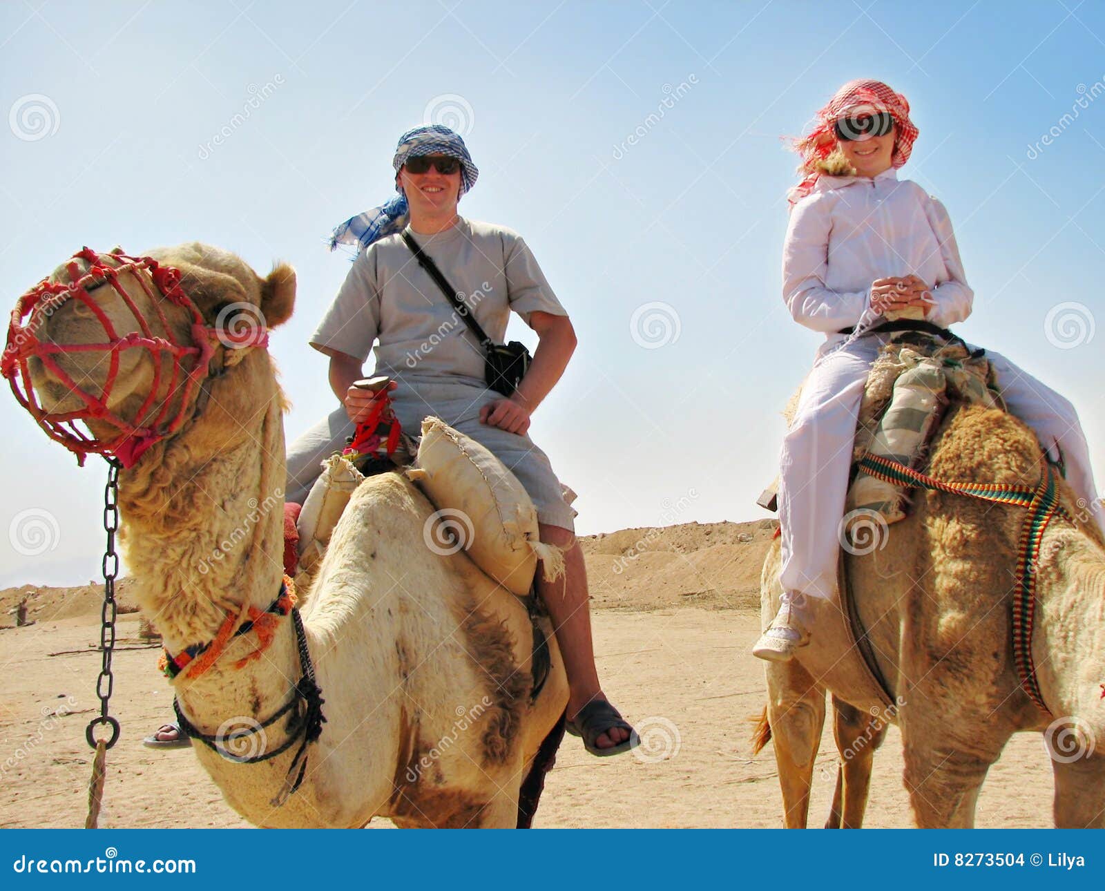 People Traveling on Camels in Egypt Stock Photo - Image of journey ...