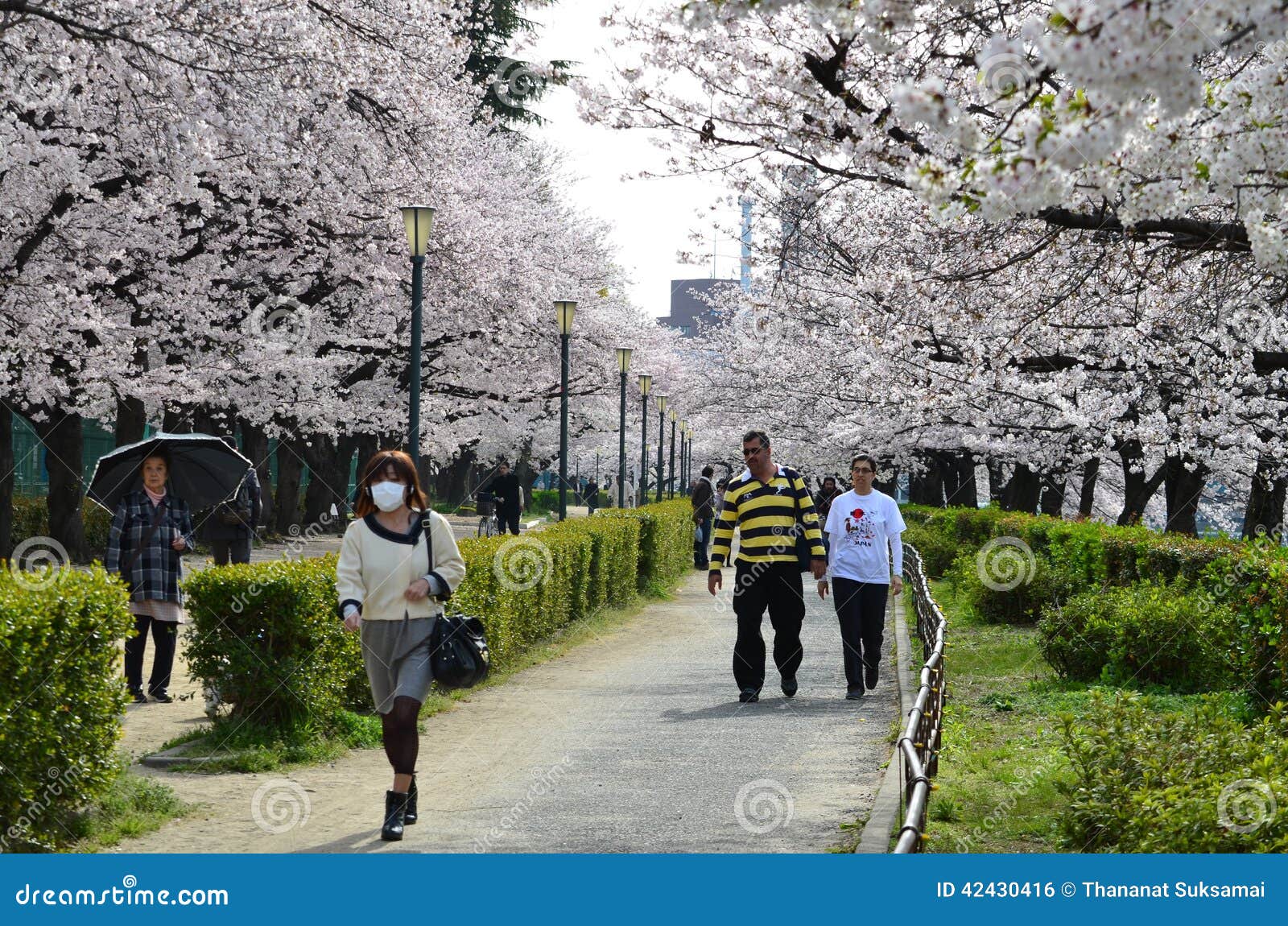 People Walk in the Sakura Garden Editorial Photo - Image of season ...