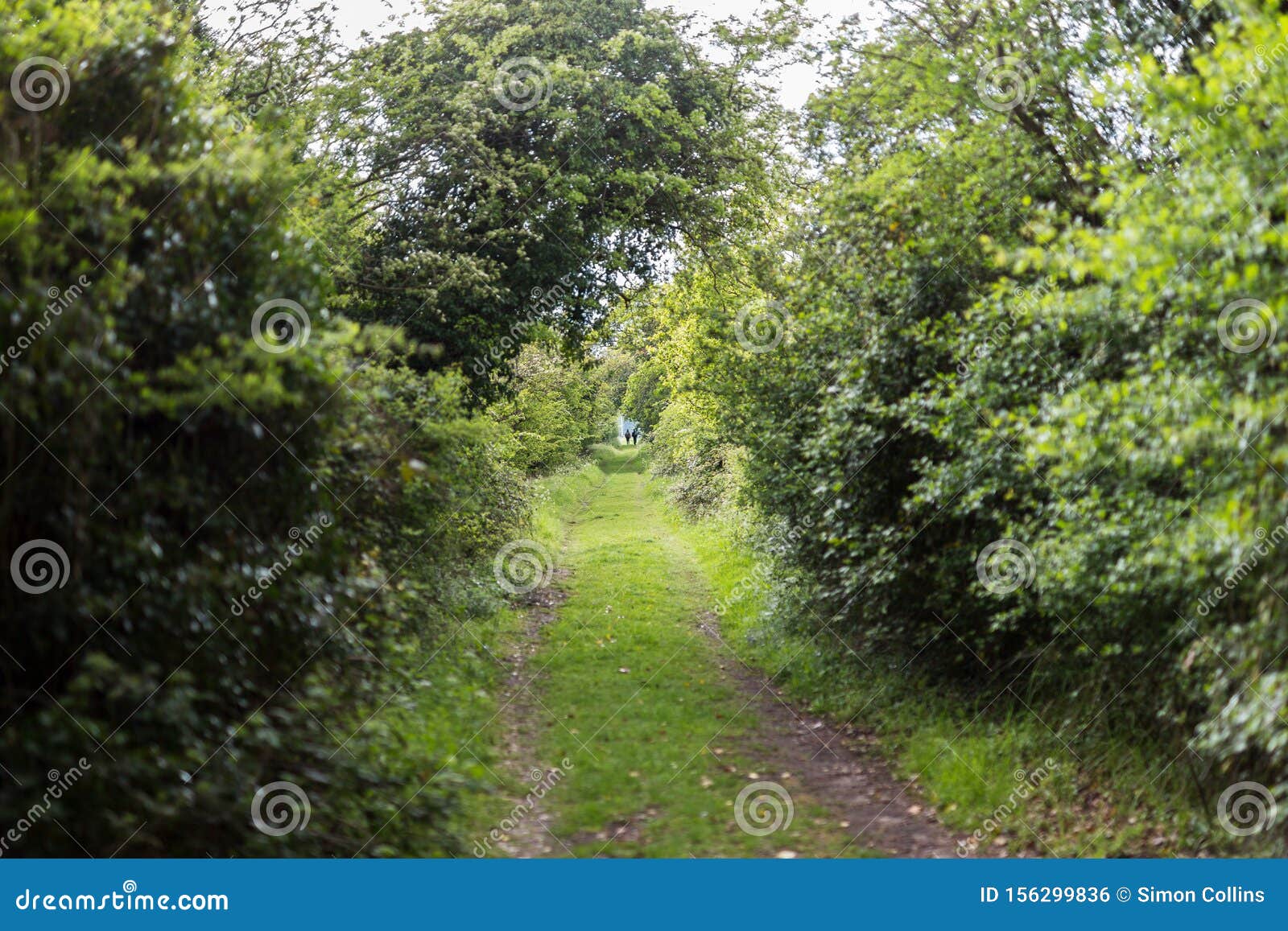 2 People Walking Away from the Camera Down a Rural Countryside Path ...