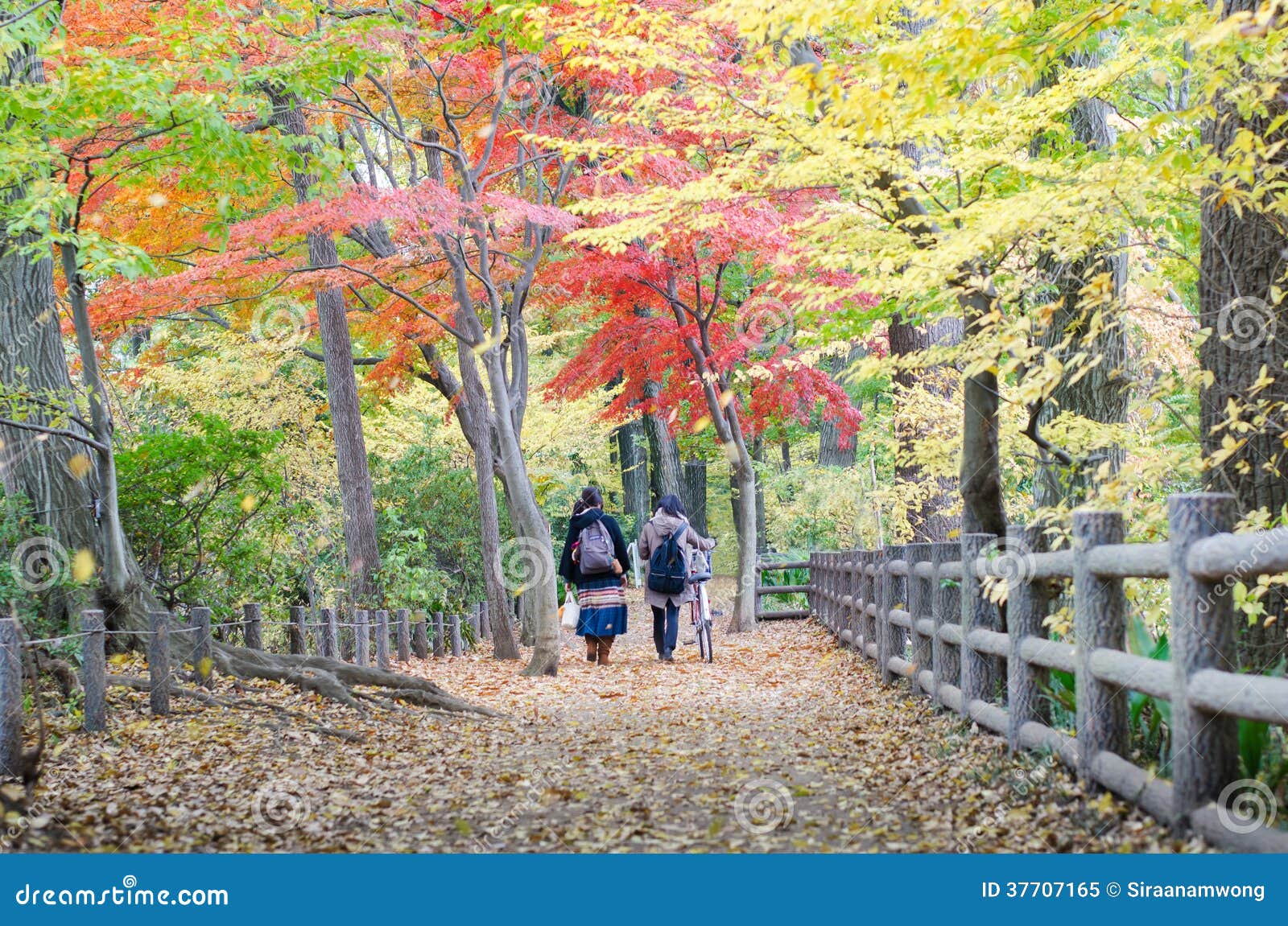 People Walking in Colorful Autumn Forest Stock Image - Image of fall ...