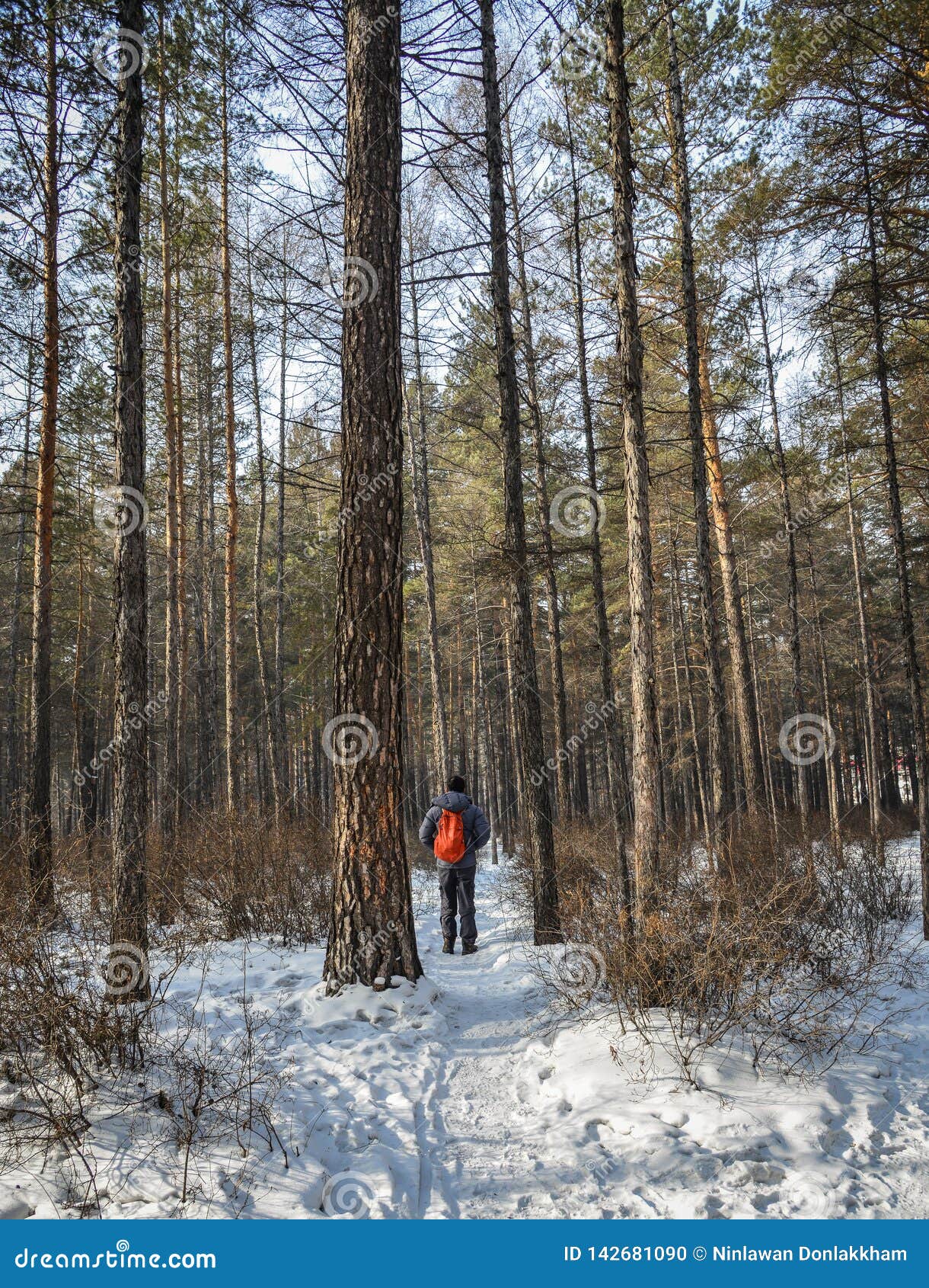 People Walking at Deep Forest in Winter Editorial Image - Image of ...