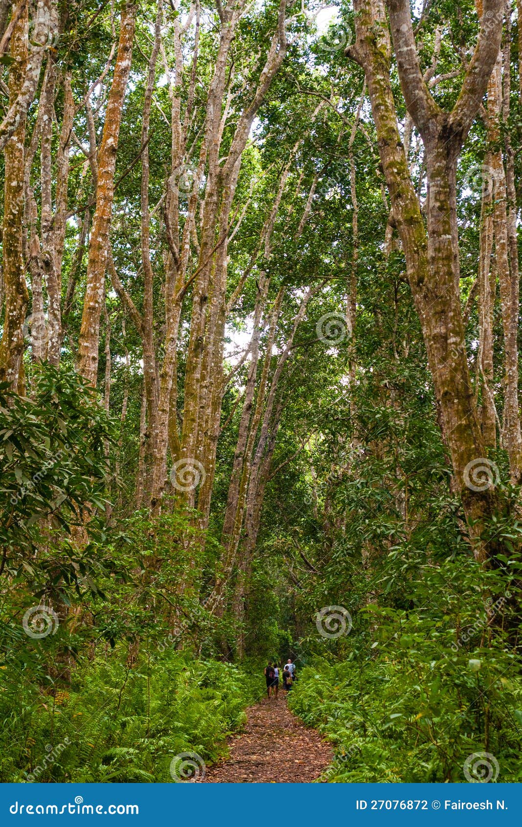 People Walking into a Forest Stock Photo - Image of savannah, explore ...