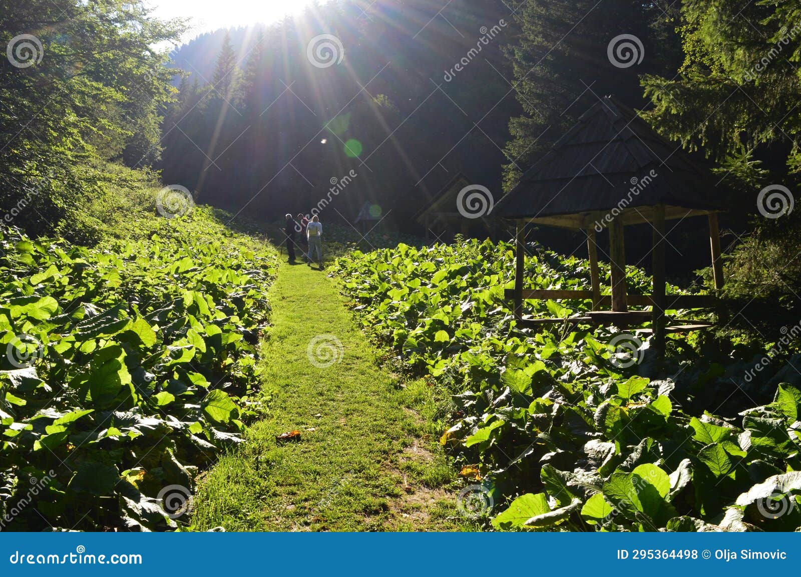 People are Walking on a Path through the Forest Stock Photo - Image of ...