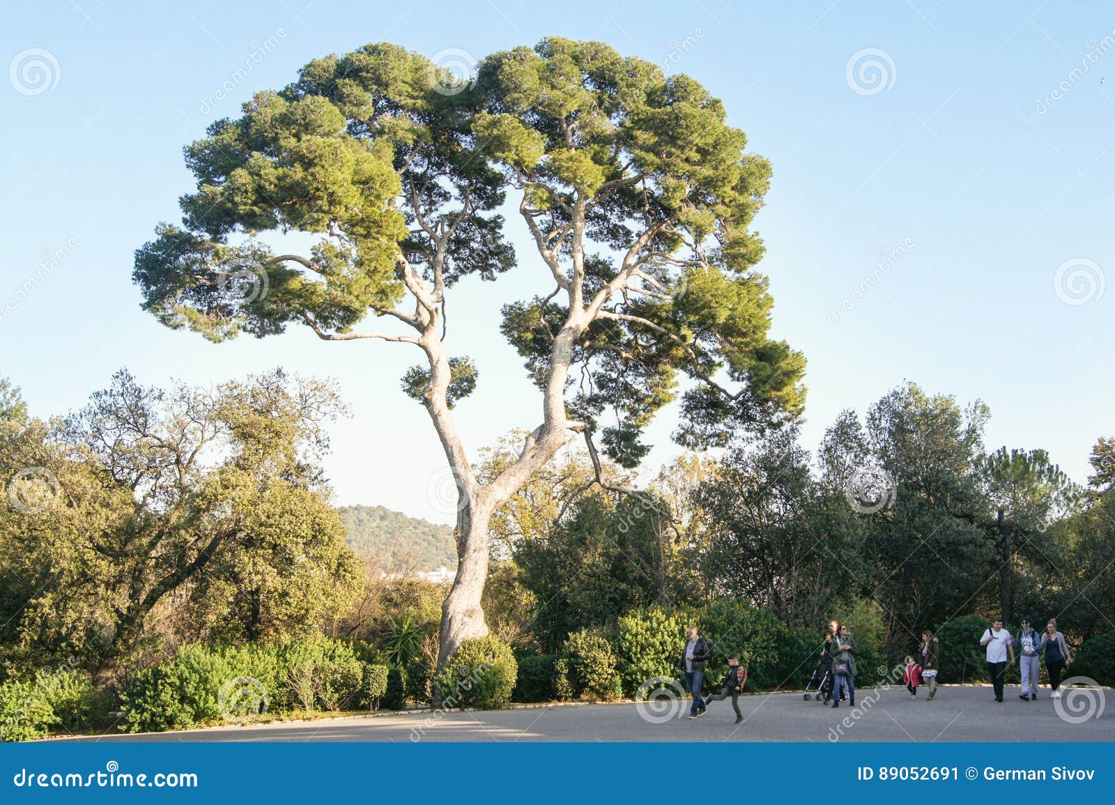 People Walking Under the Trees. Editorial Photo - Image of people, view ...