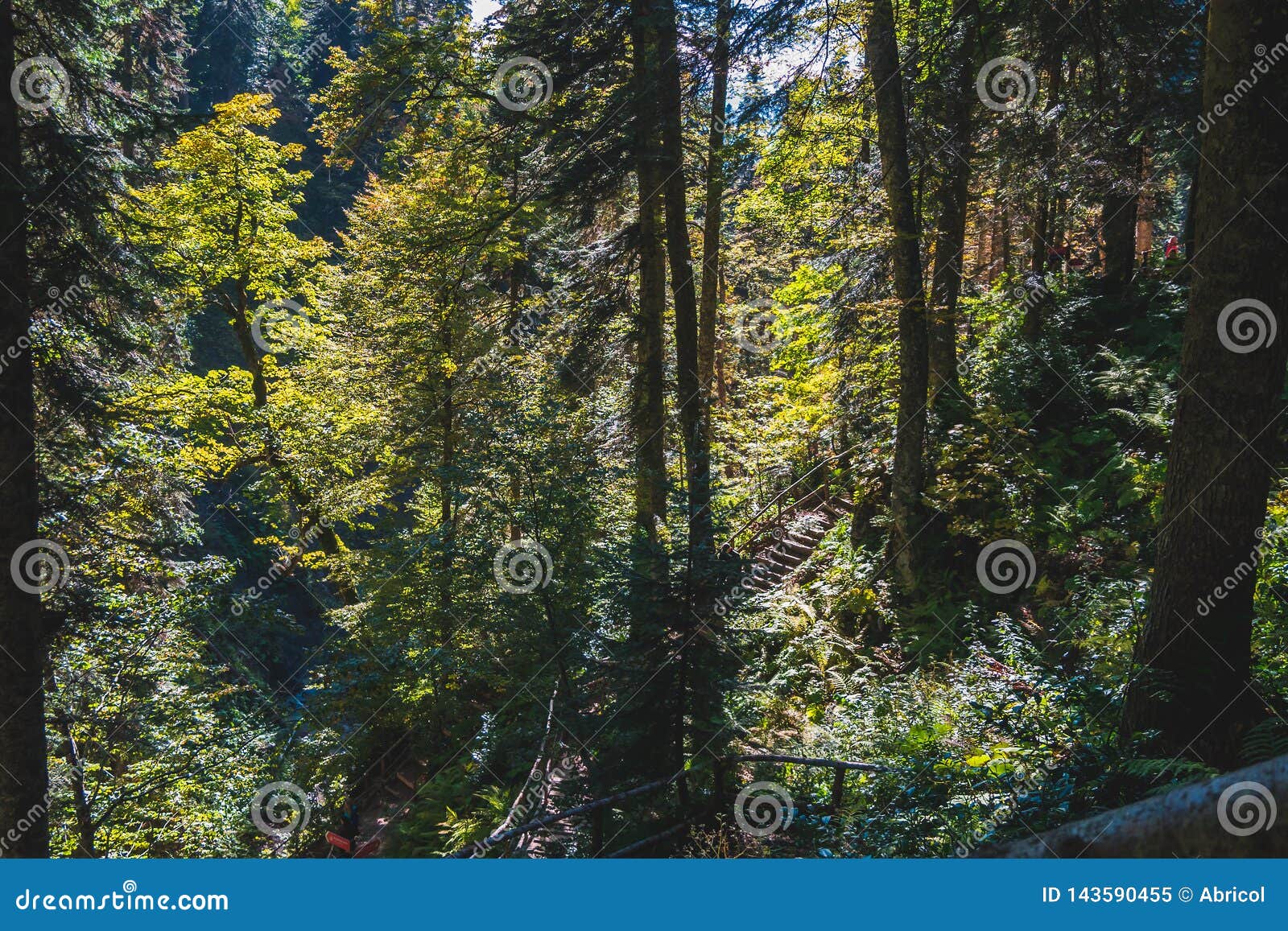 People Walking Up and Down Multiple Mountain Paths in Mountain Forest ...