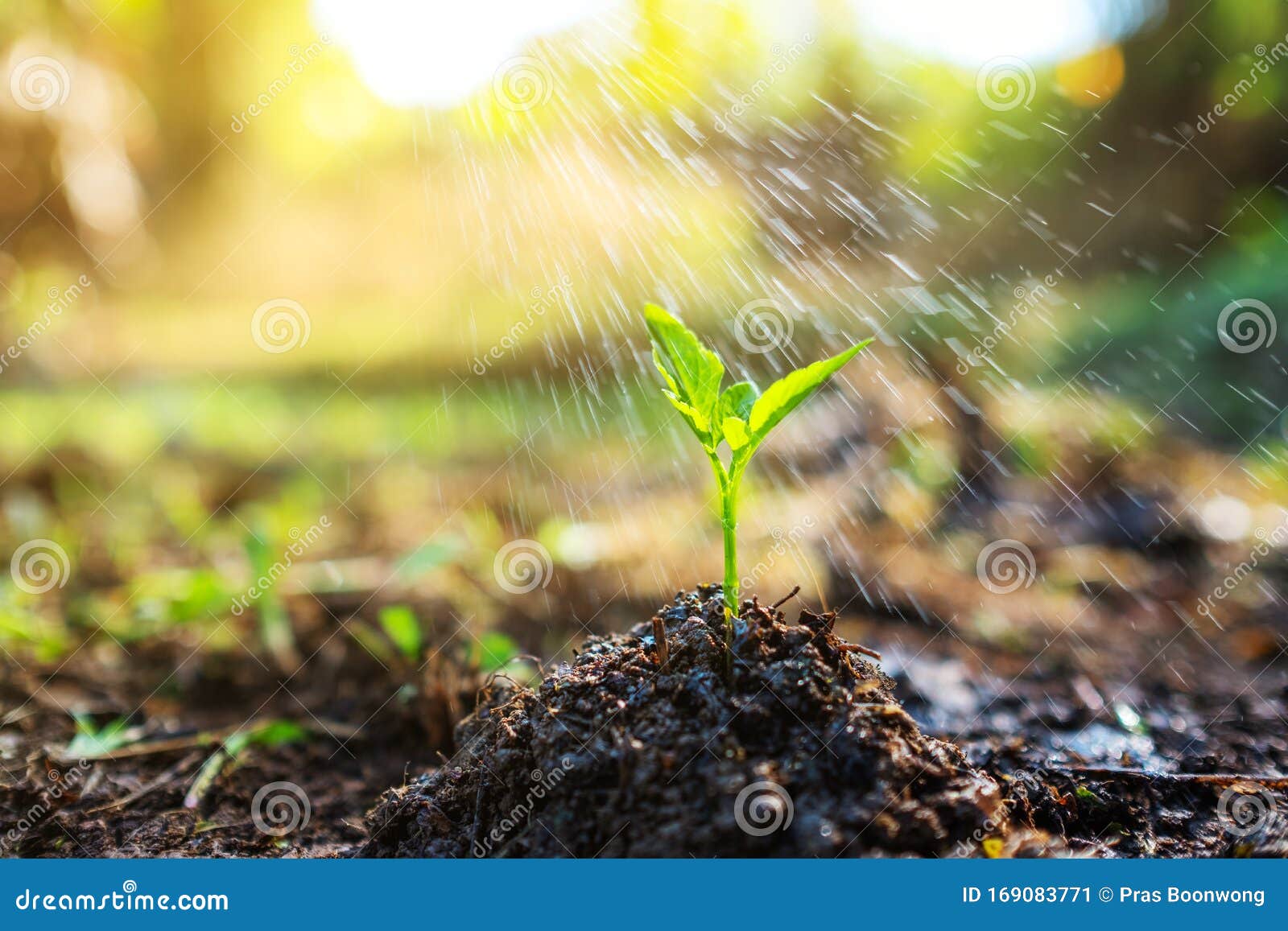 People Watering a Small Tree on Pile of Soil in the Garden Stock Image ...