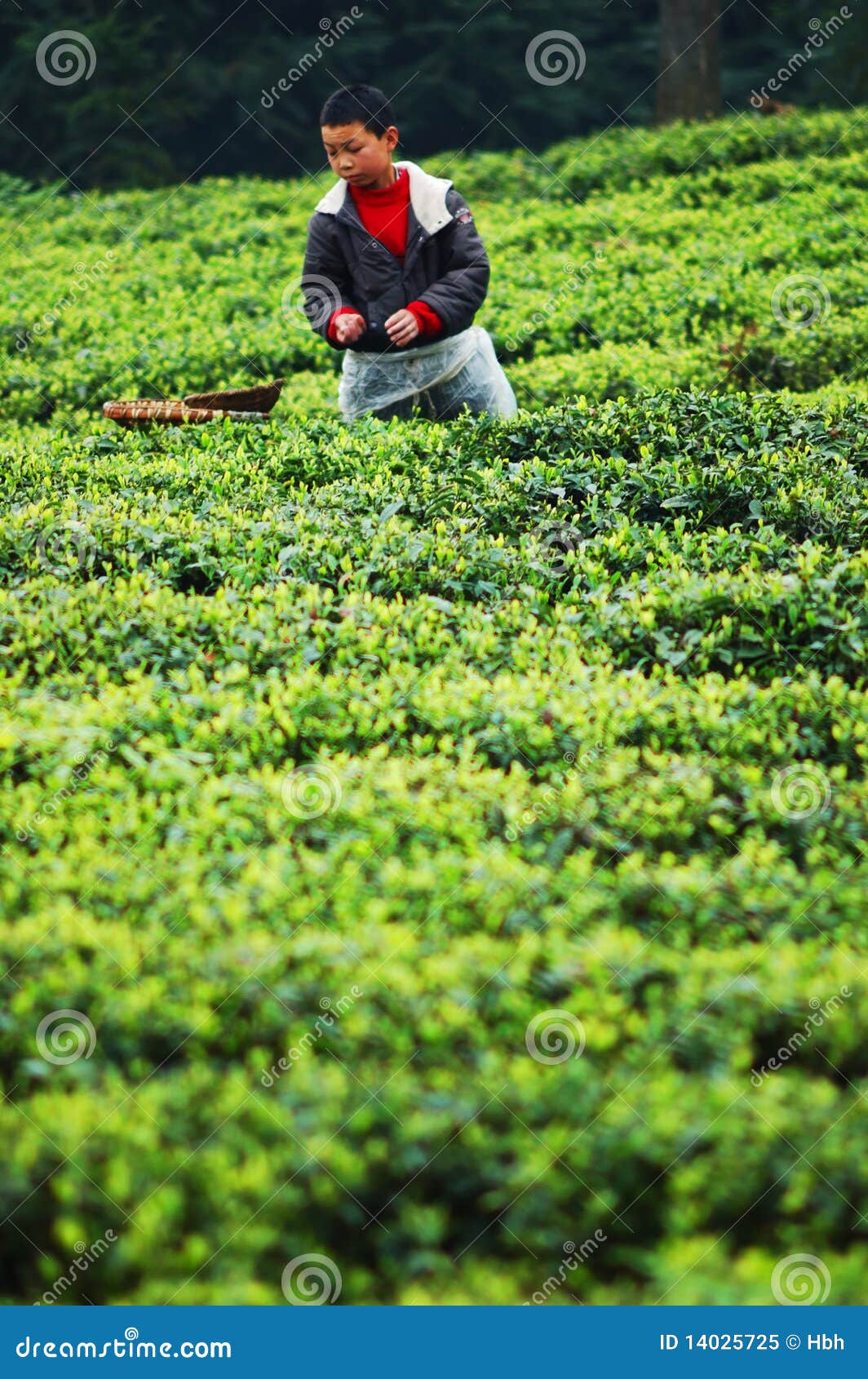 People who collect tea editorial image. Image of fresh - 14025725