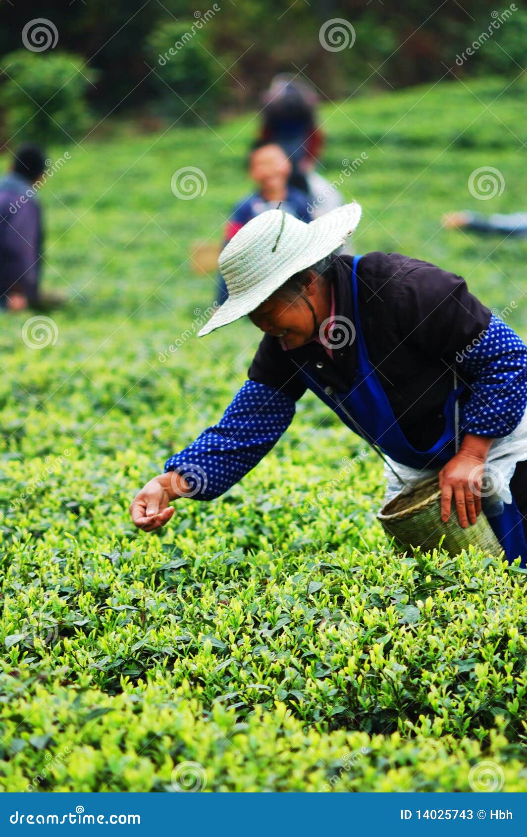 People who collect tea editorial stock photo. Image of village - 14025743
