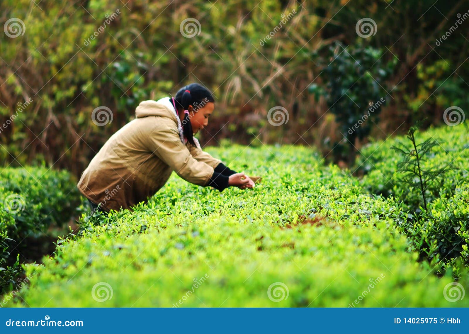 People who collect tea editorial image. Image of tast - 14025975