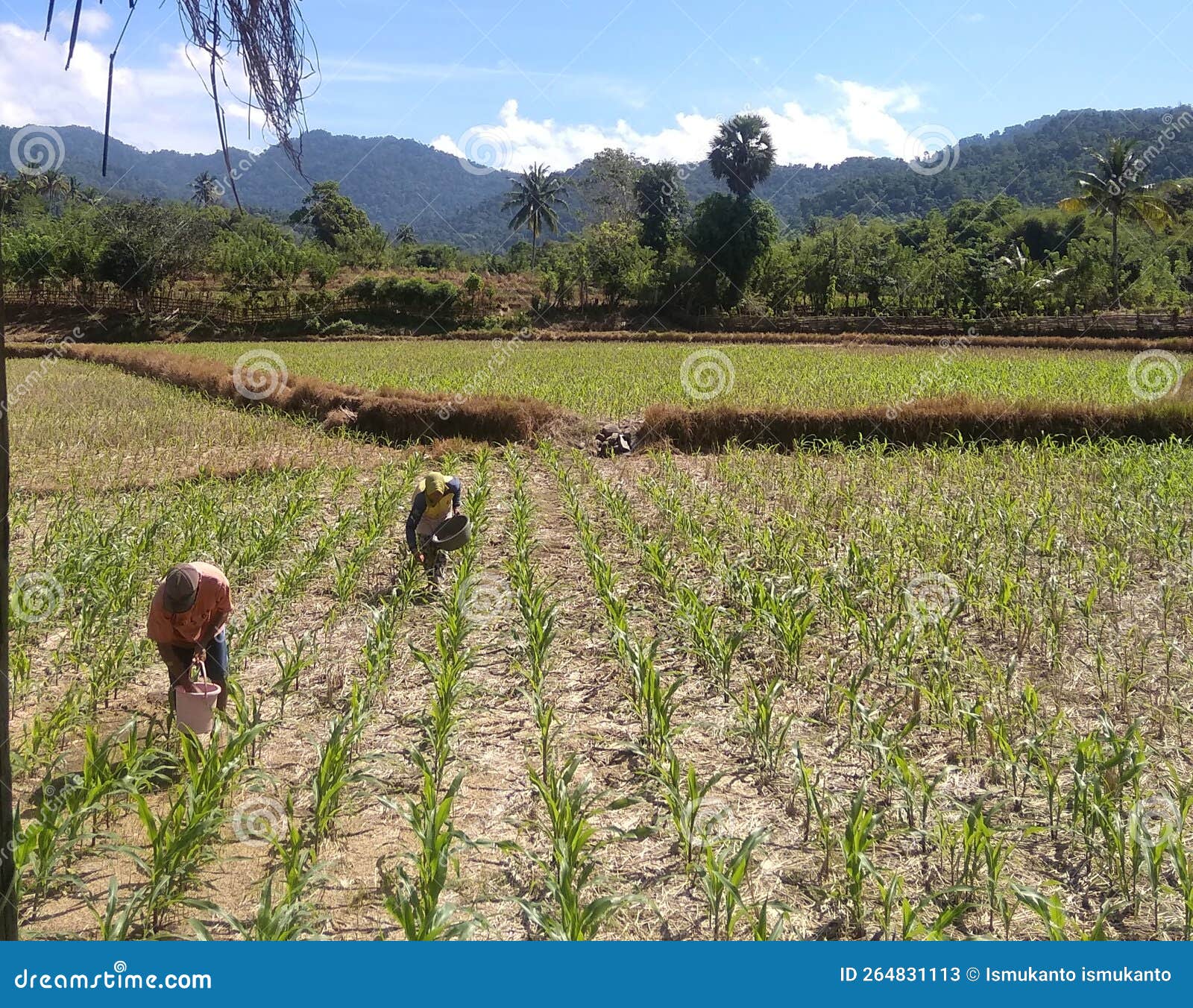 People Who are Fertilizing Corn in the Fields by Sowing Editorial Stock ...