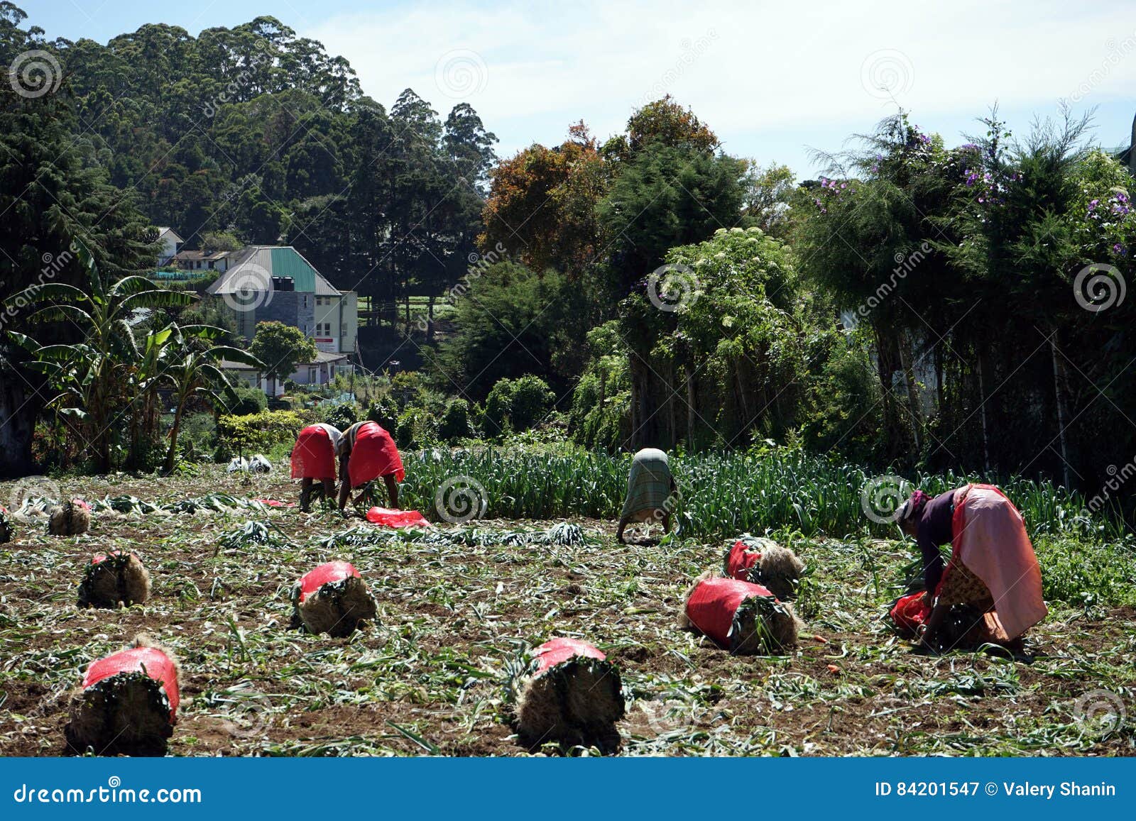 People work on the field editorial photography. Image of plantation ...
