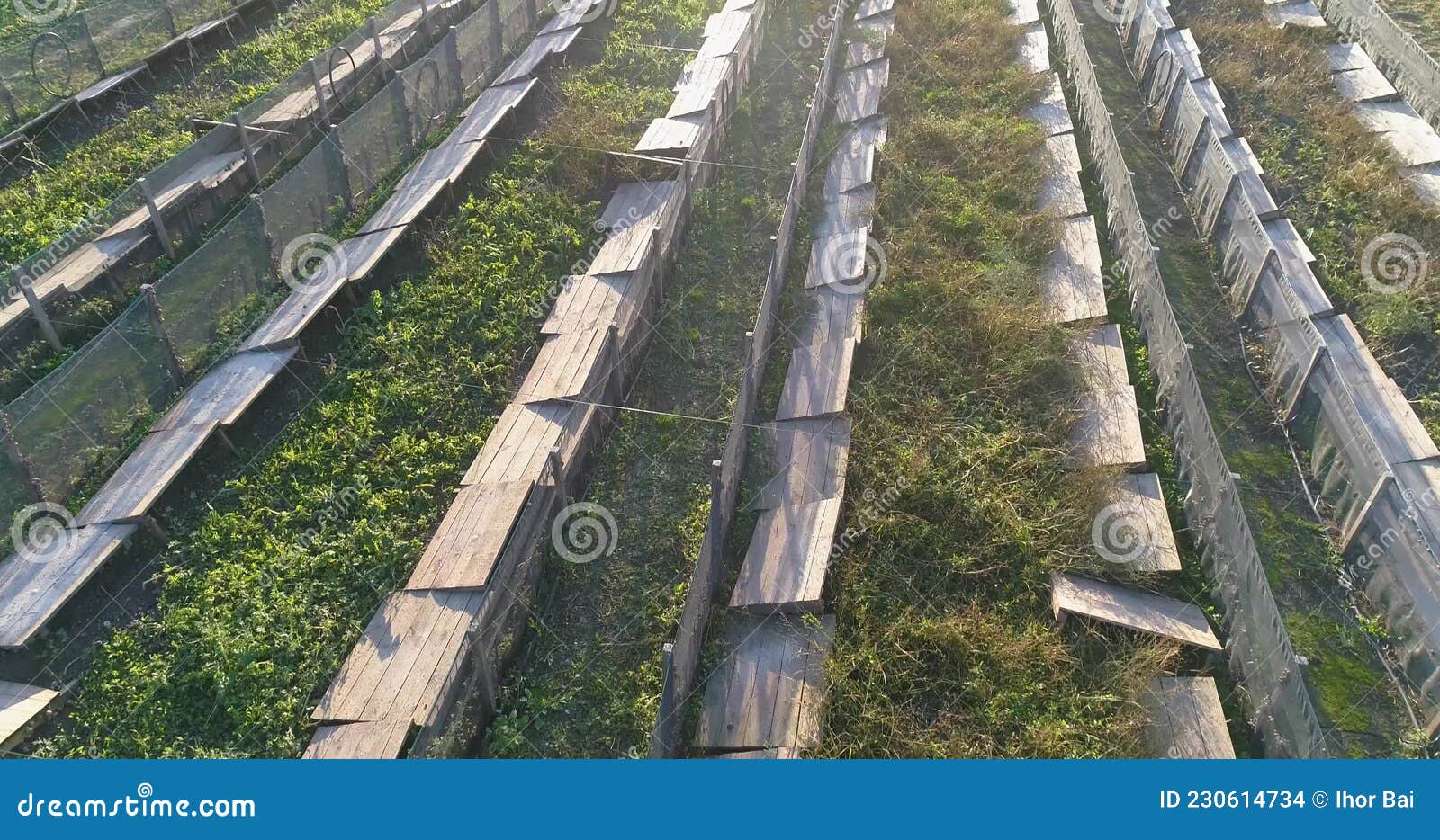 People Work on a Snail Farm. Farm Workflow. Growing Snails Top View ...
