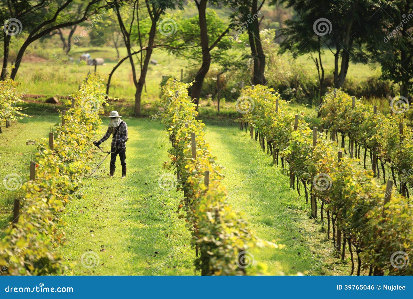 People work at vineyard stock photo. Image of dusk, oenology - 39765046