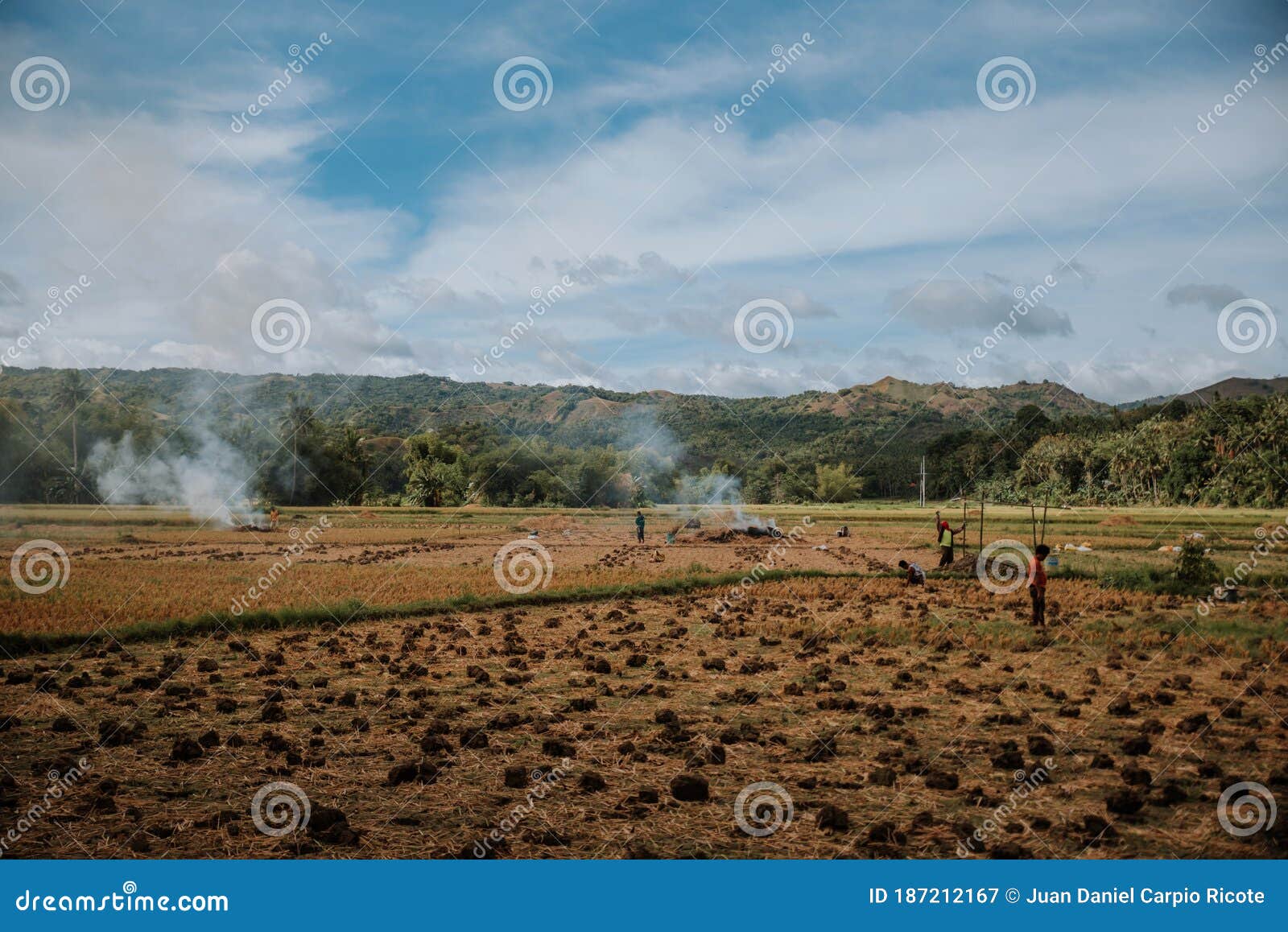 People Working Crops on the Island of Bohol Stock Image - Image of ...